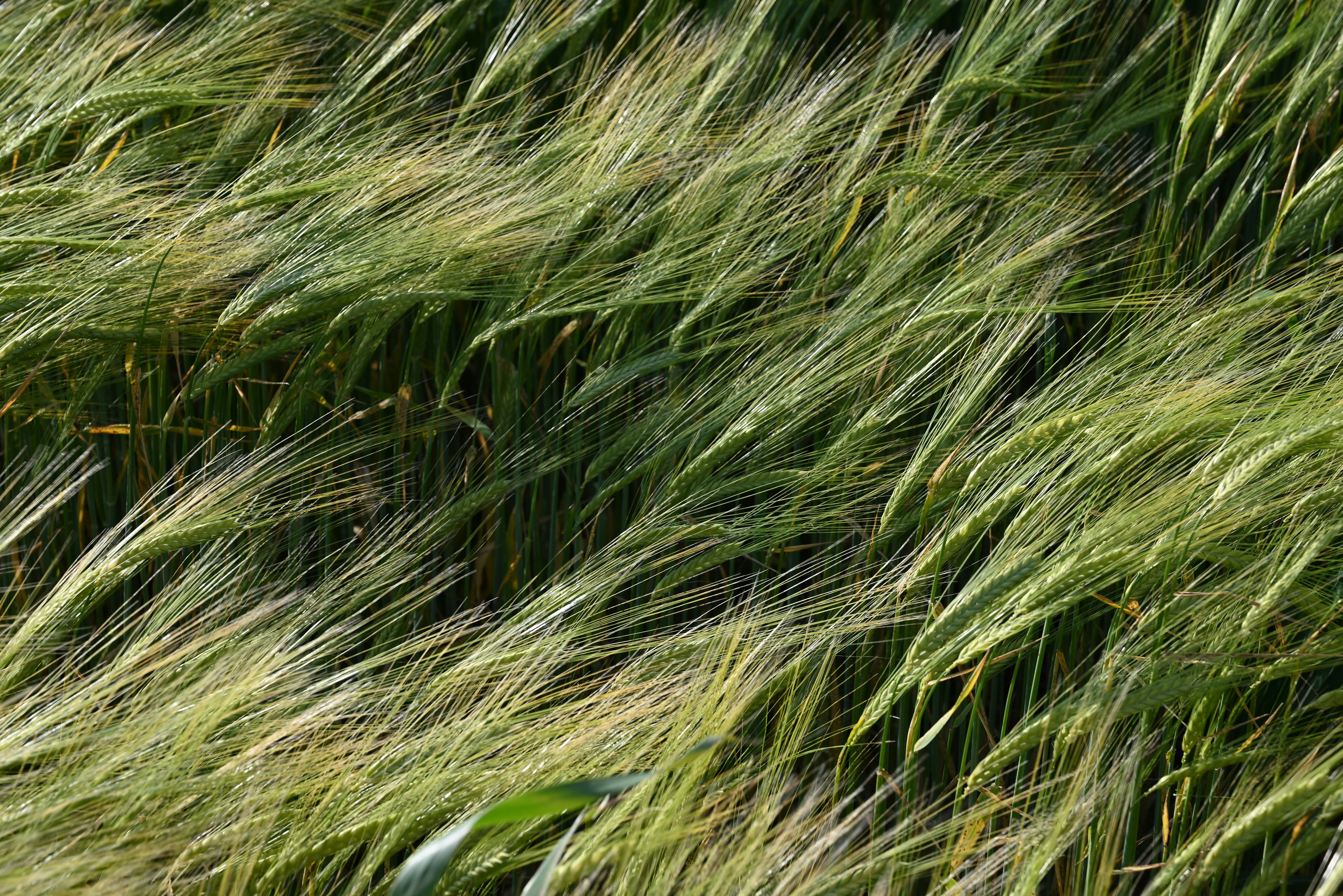 Golden Crown in the Wind: Field of Moving Grasses