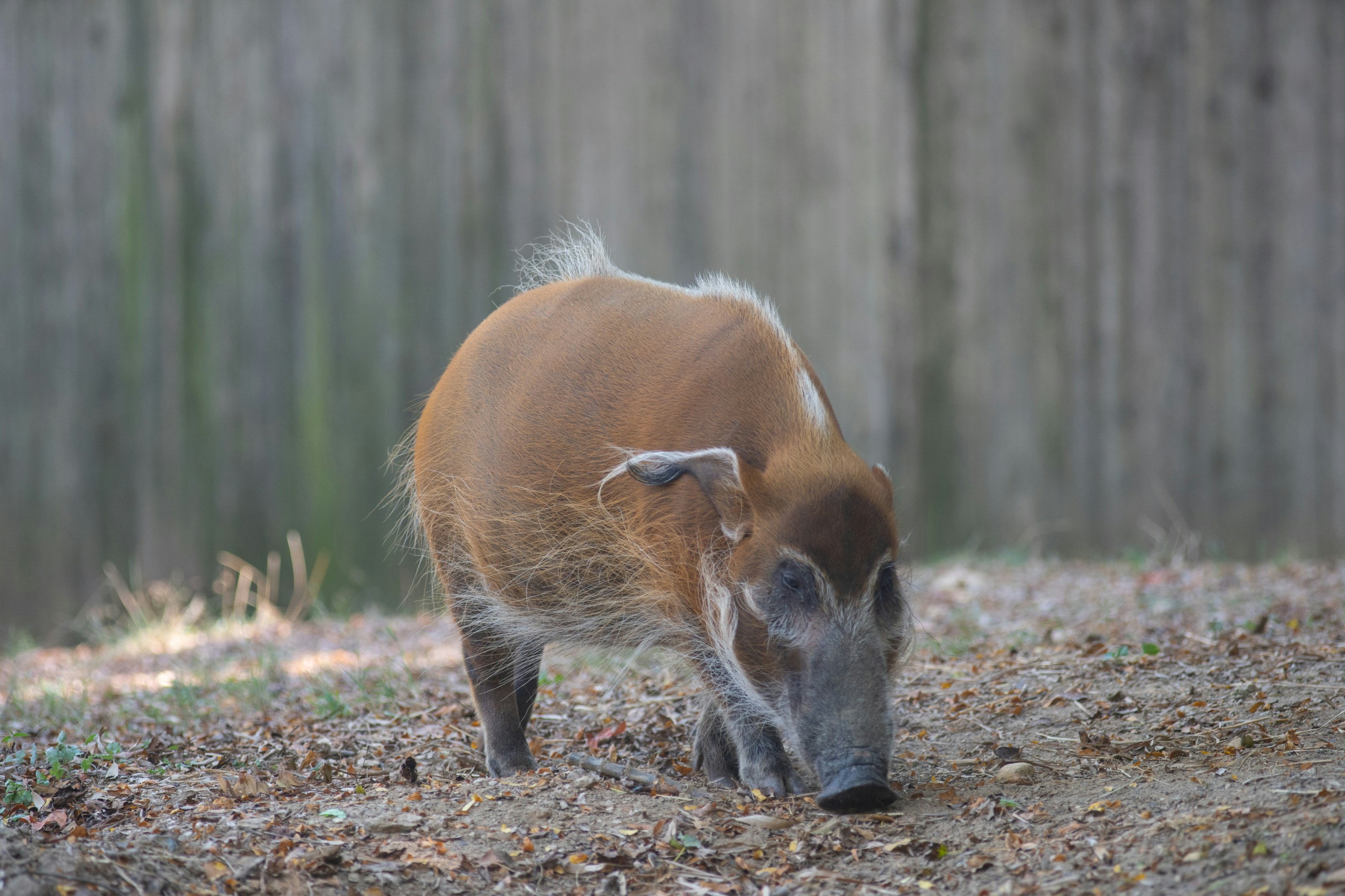 Low-Profile Forager in a Fallen-Leaf Clearing