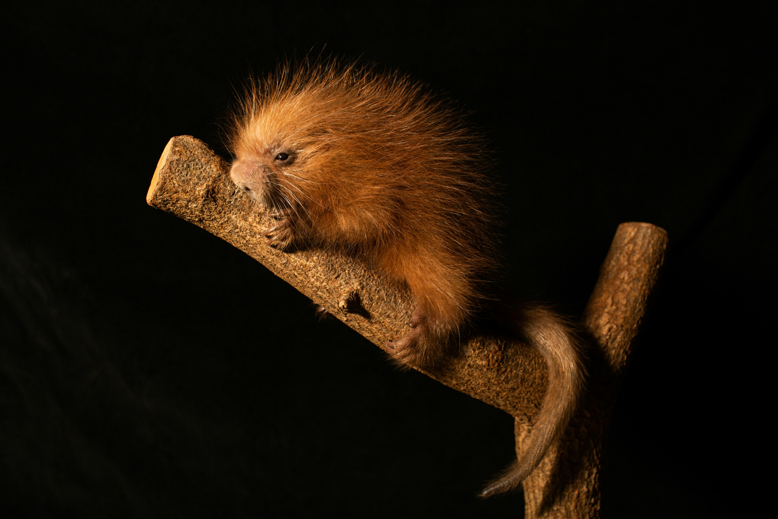 Sunlit Dormouse on a Twig: A Quiet Moment in the Darkness