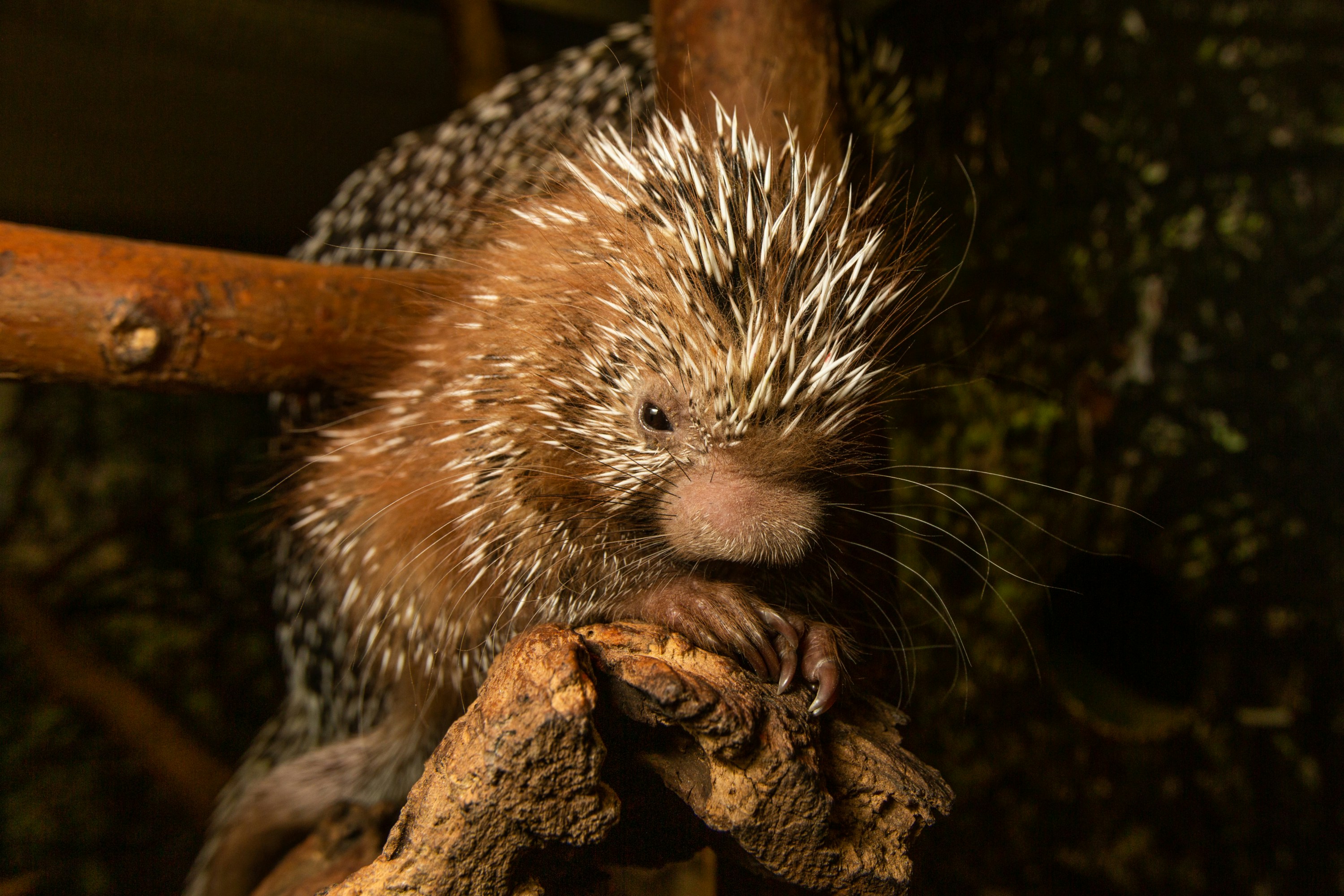 Spiky Webber on a Mossy Perch