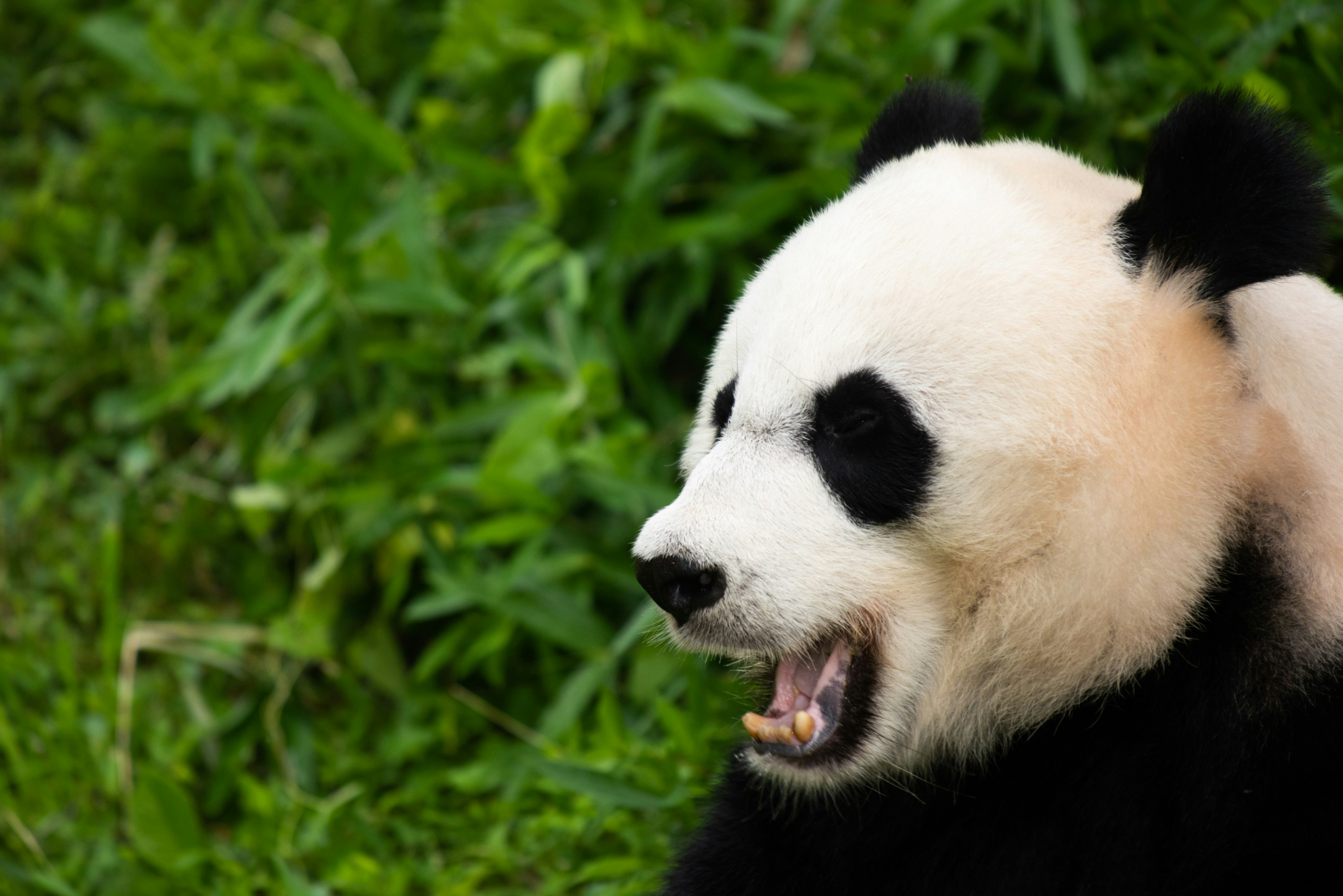 Panda in Green Canopy: A Moment of Ferocious Glee