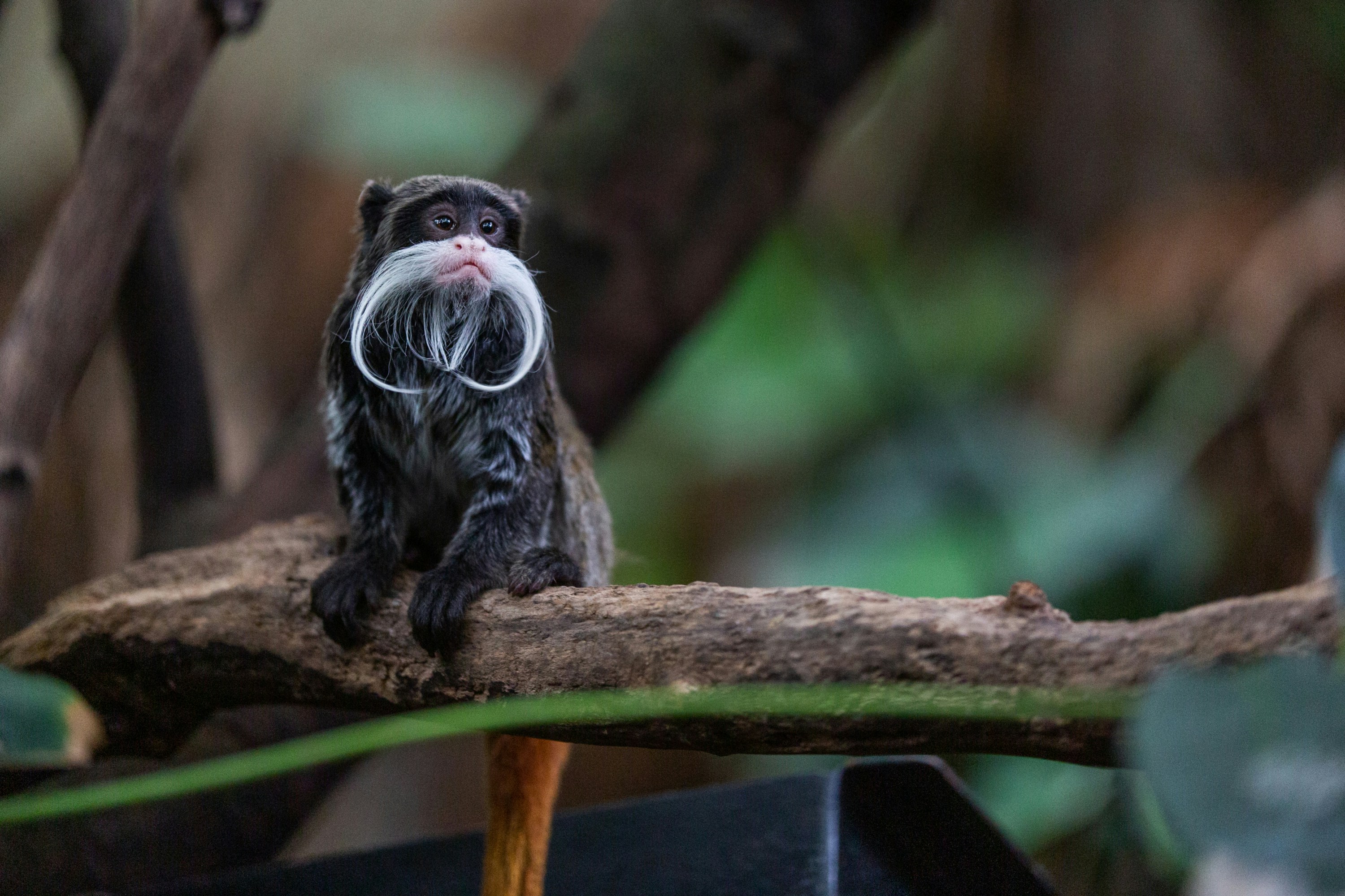 Bearded Ring-Tailed Marmoset: A Curious Stare from the Branch