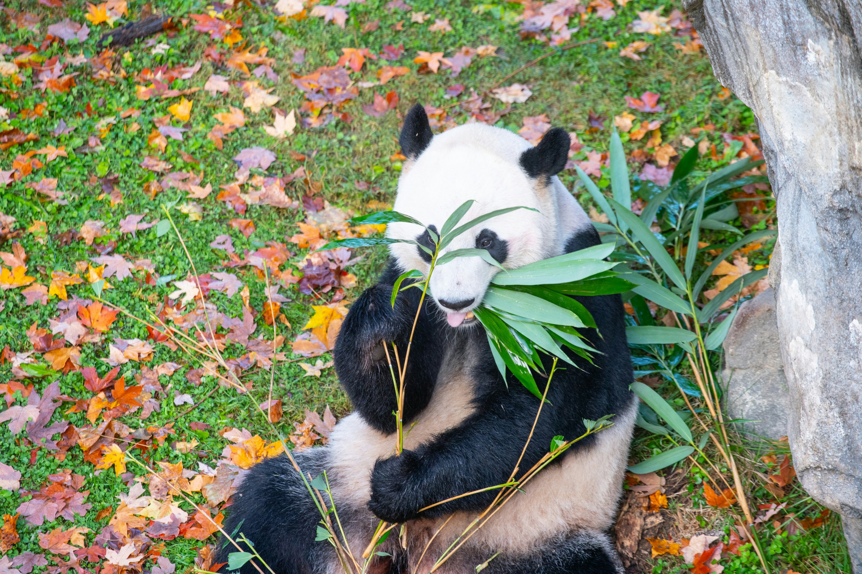 Panda in Quiet Autumn: Leafy Snack by the Stone