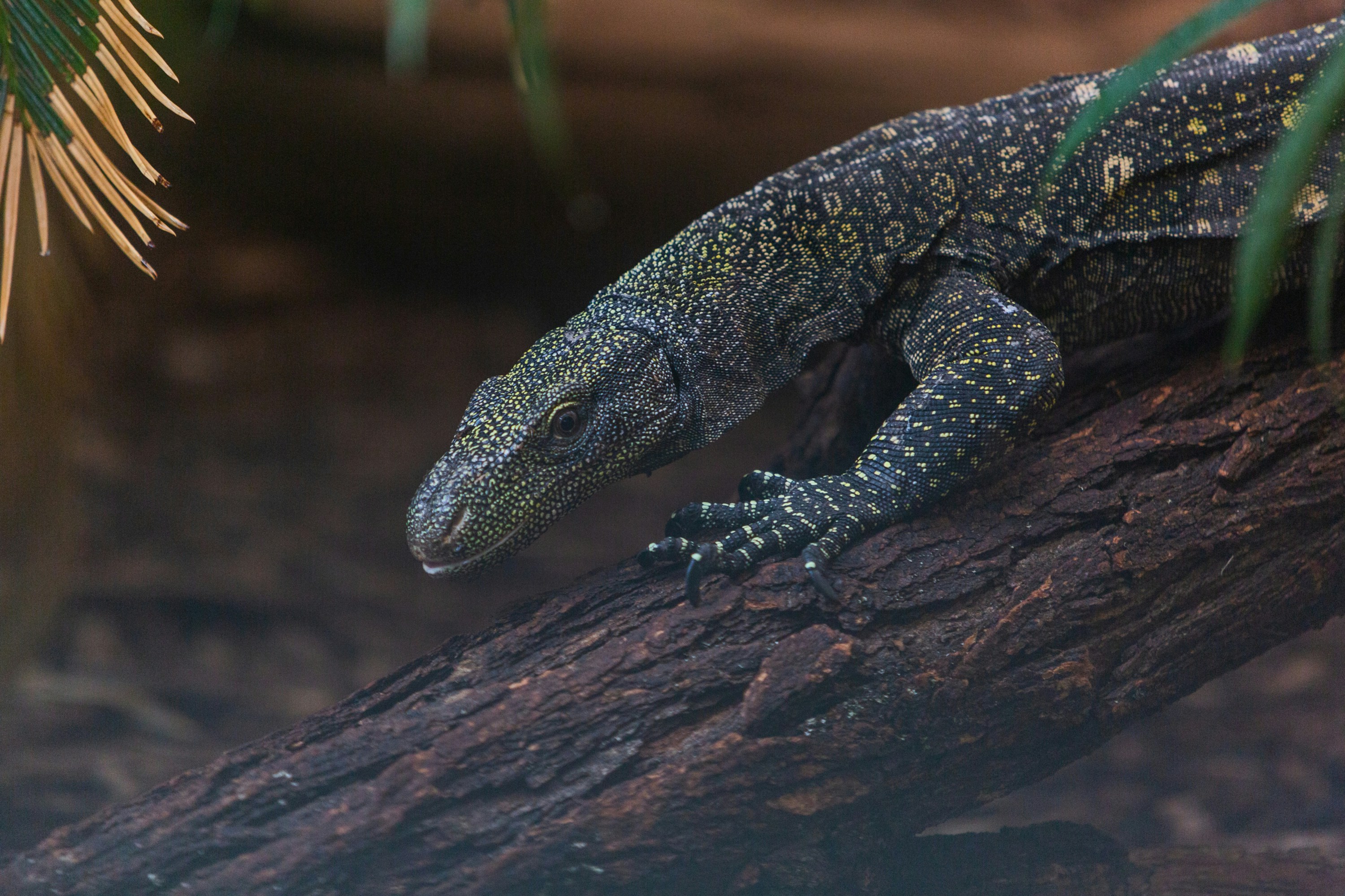 Scaled Gaze: A Monitor Lizard perches along a sunlit log