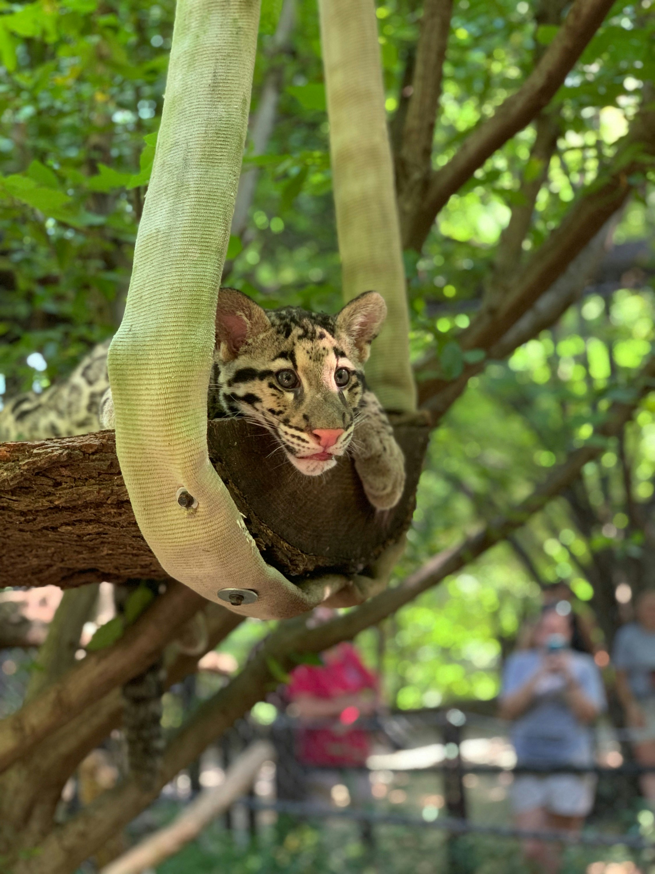 Curious Cube: A Tiger Cub Perches in a Fern-Guarded Vine