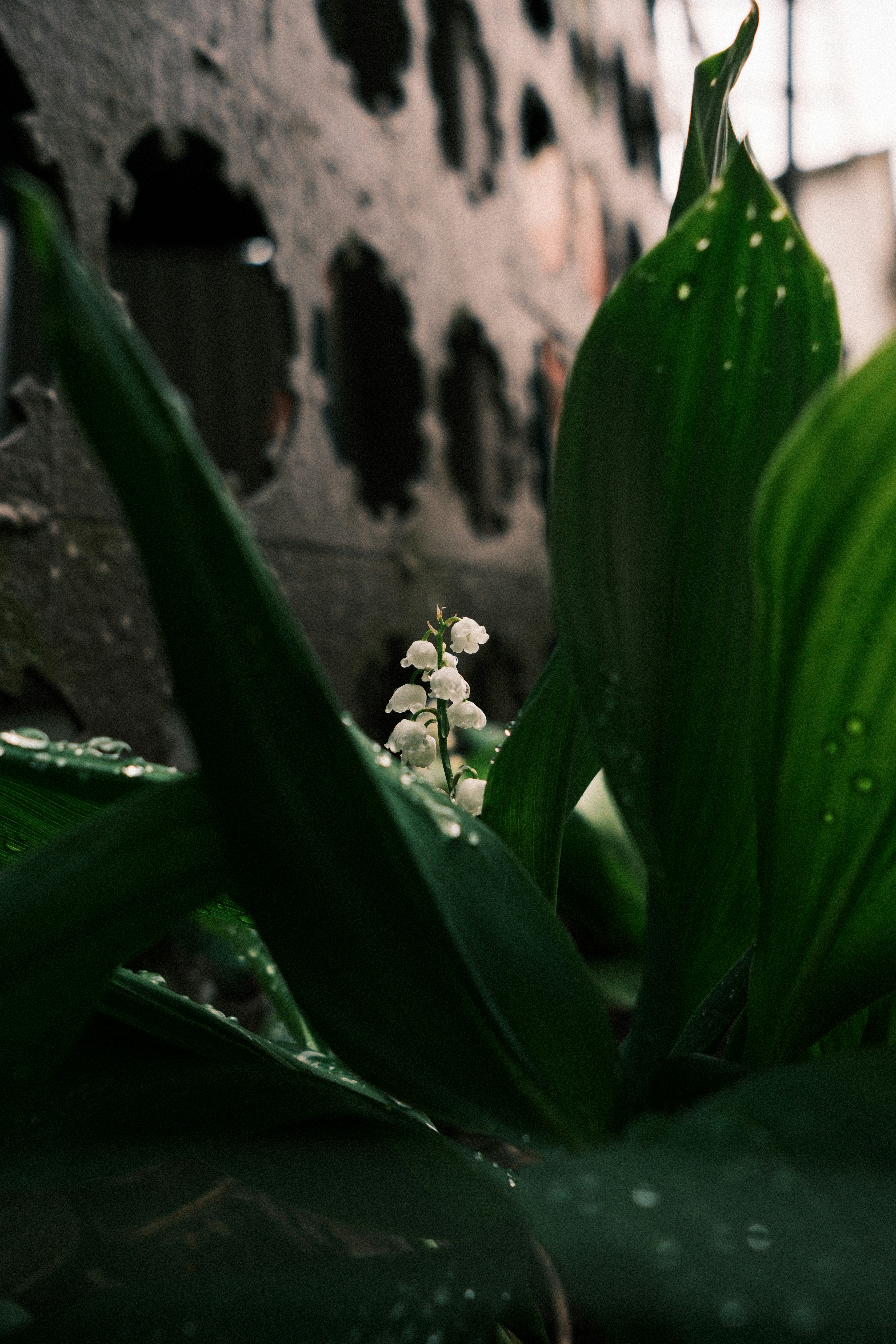 Lily of the Wall: Quiet White Bloom Amid Broad Green Leaves