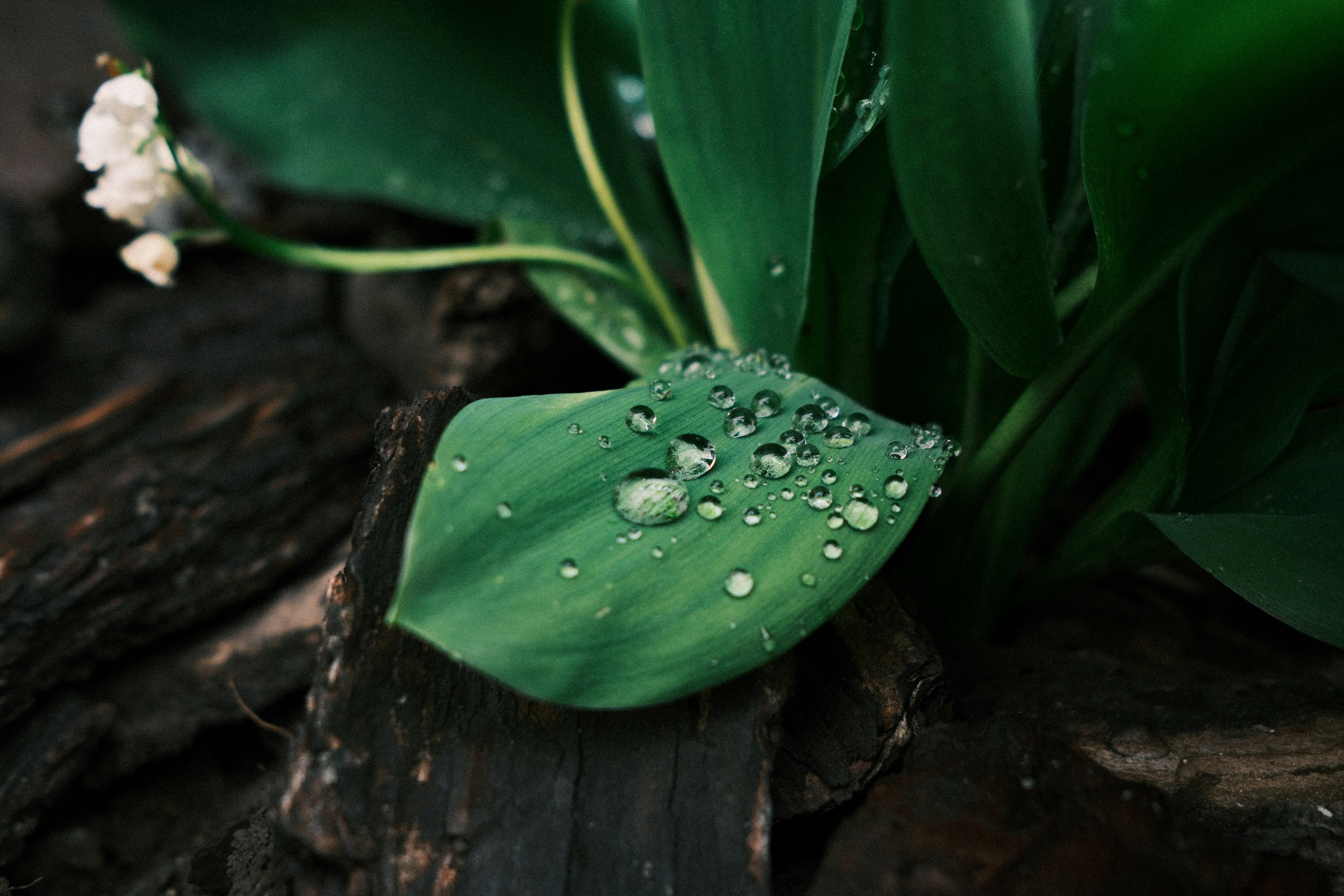 Dew-kissed Leaf at Ground Level