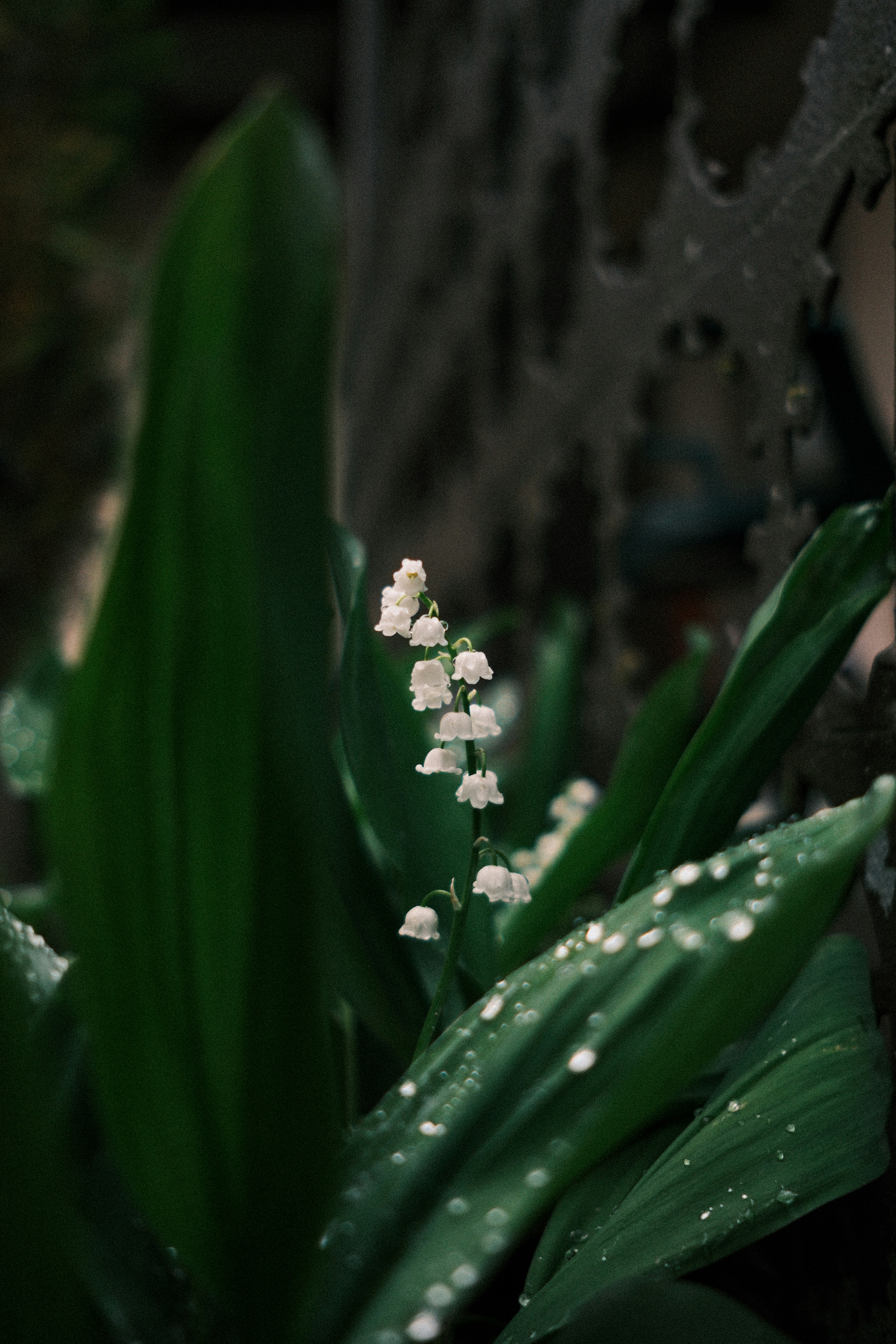 Lily of the Locket: A Quiet Stem Reaches for Light Through Moss and Shadow