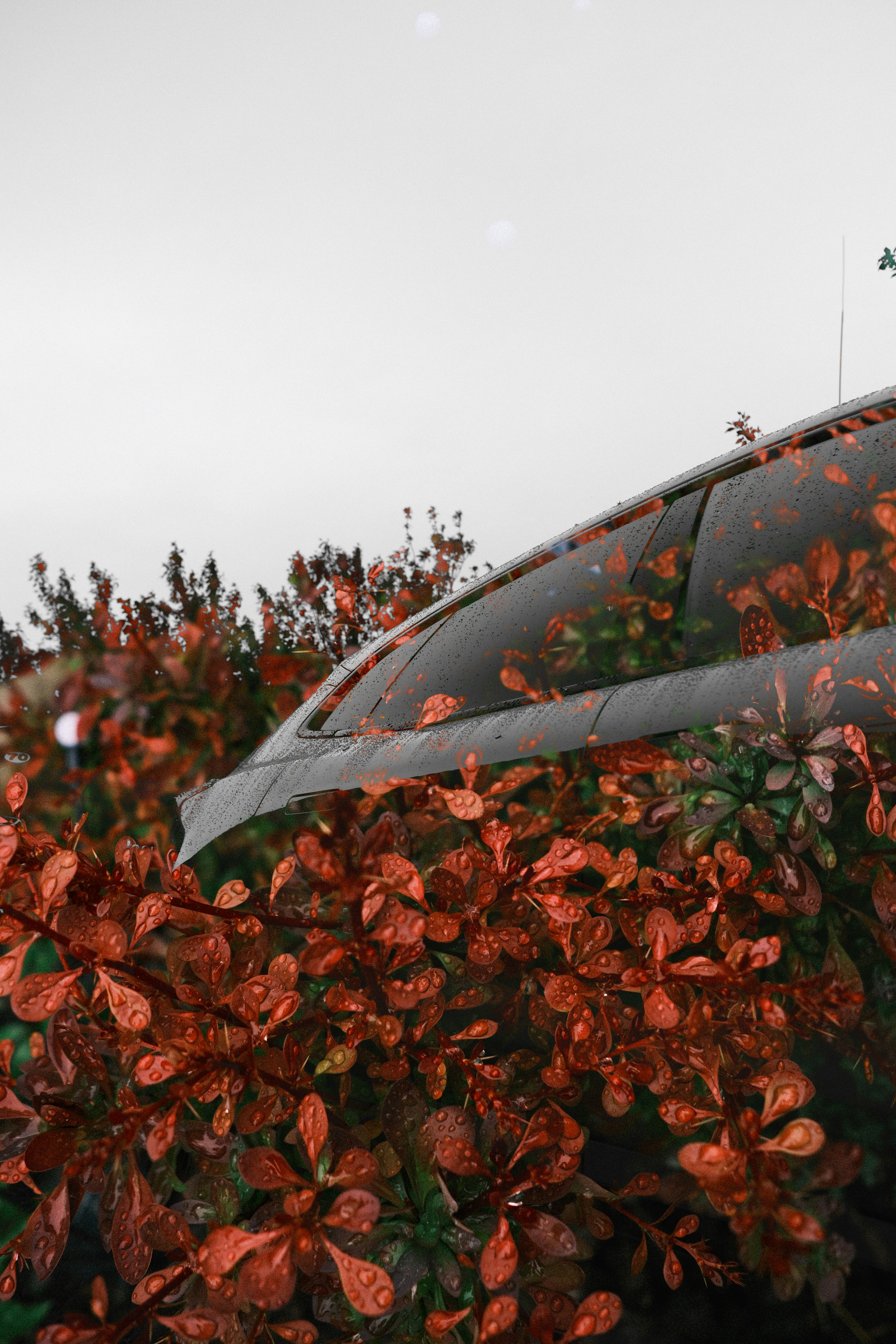 Red-veined canopy veiling a glassy car