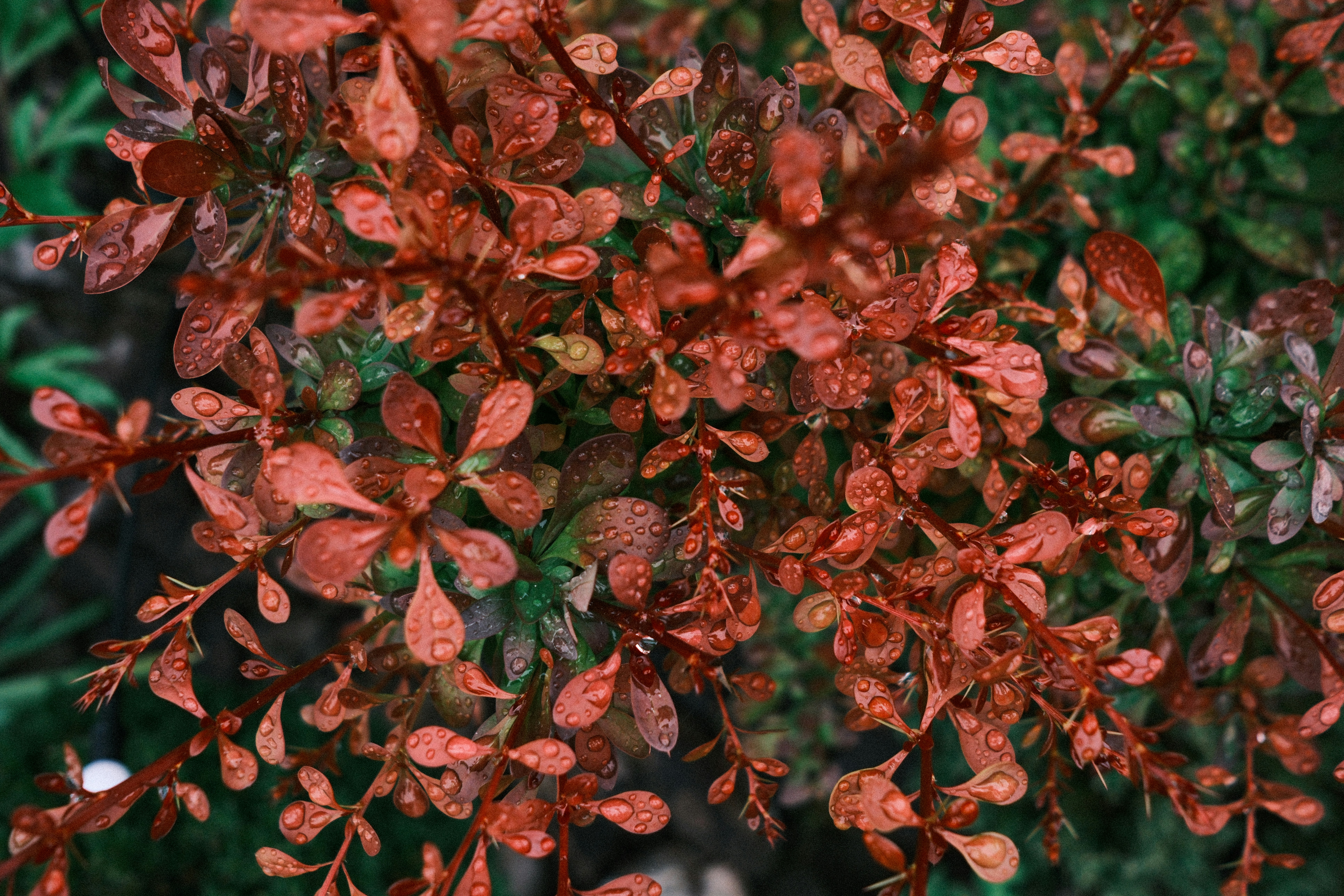 Crimson Leaves in Dew: A Close‑Up of Autumnal Texture