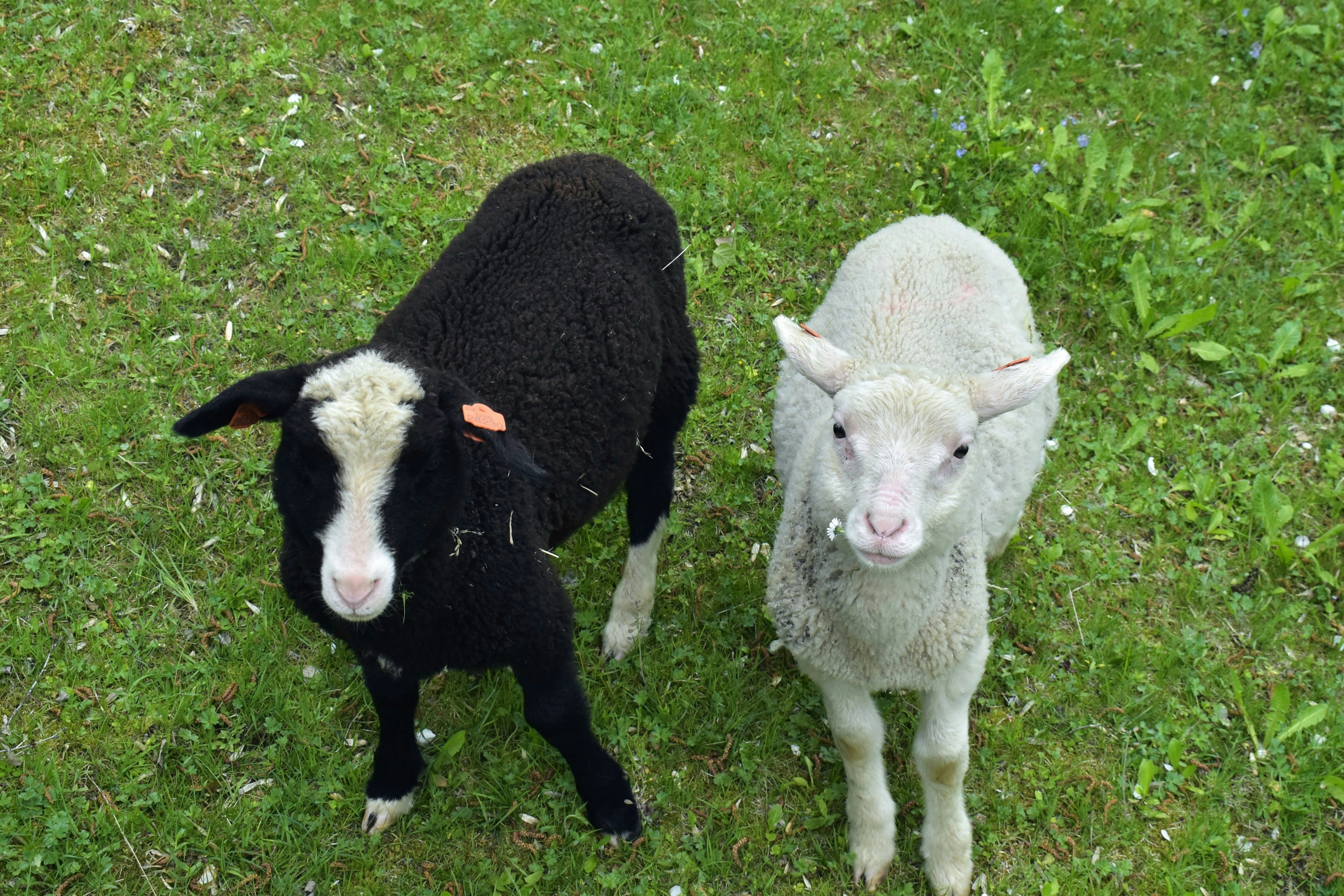 Curious Pair on the Green Farm: Black and White Sheep Sunlit Side-by-Side