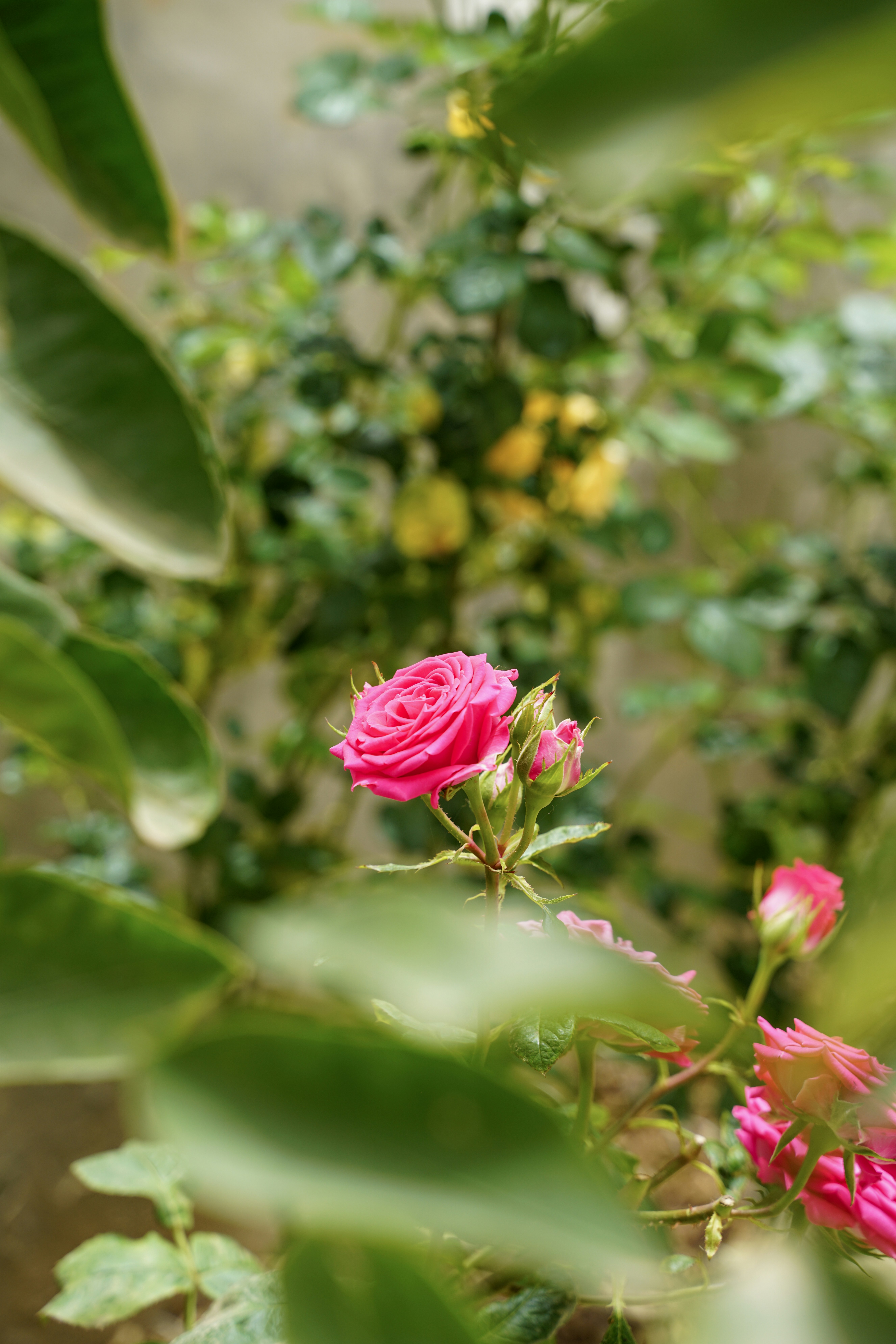 Pink Rose in a Quiet Garden Frame
