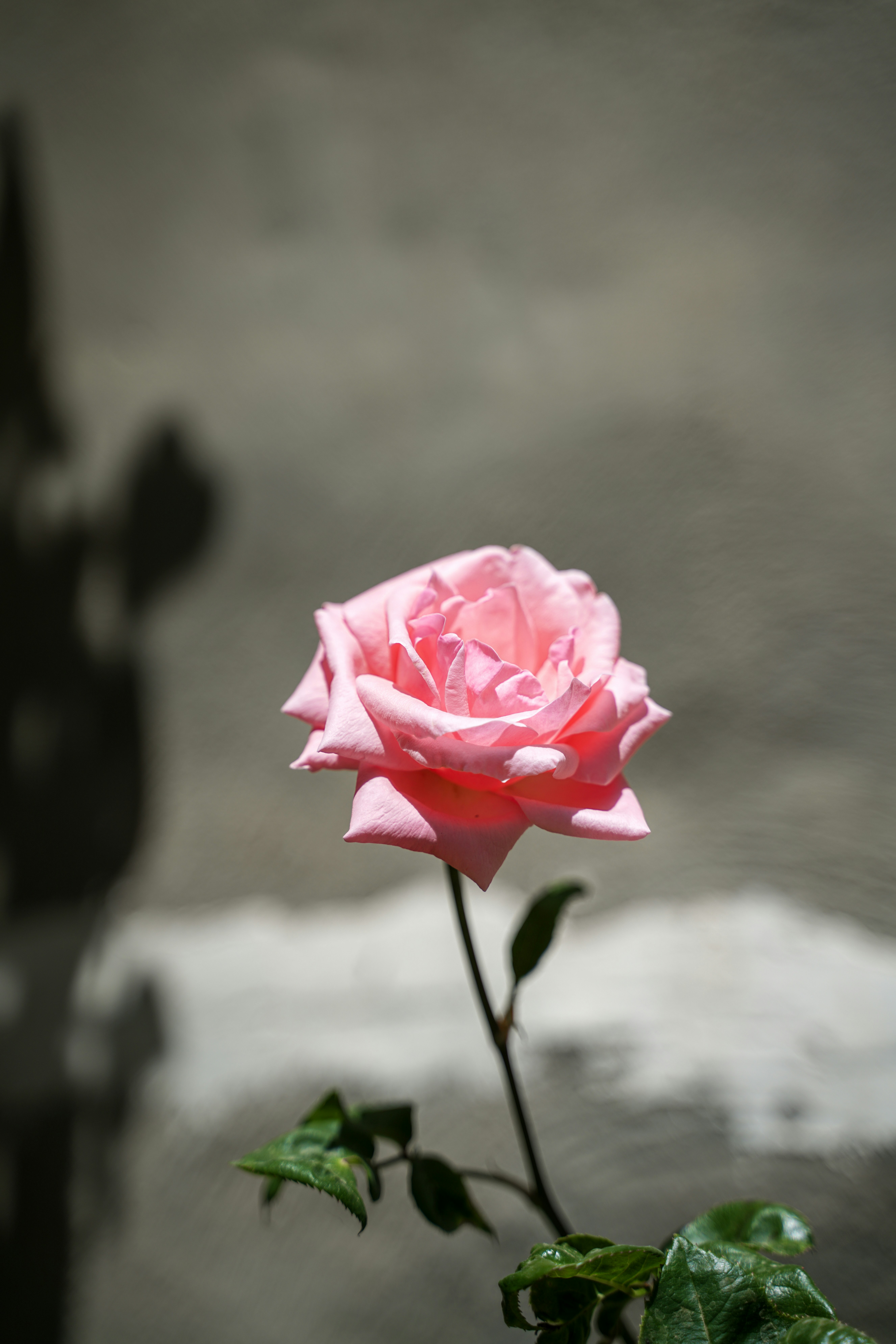 Blush Rose in Soft Focus Glow