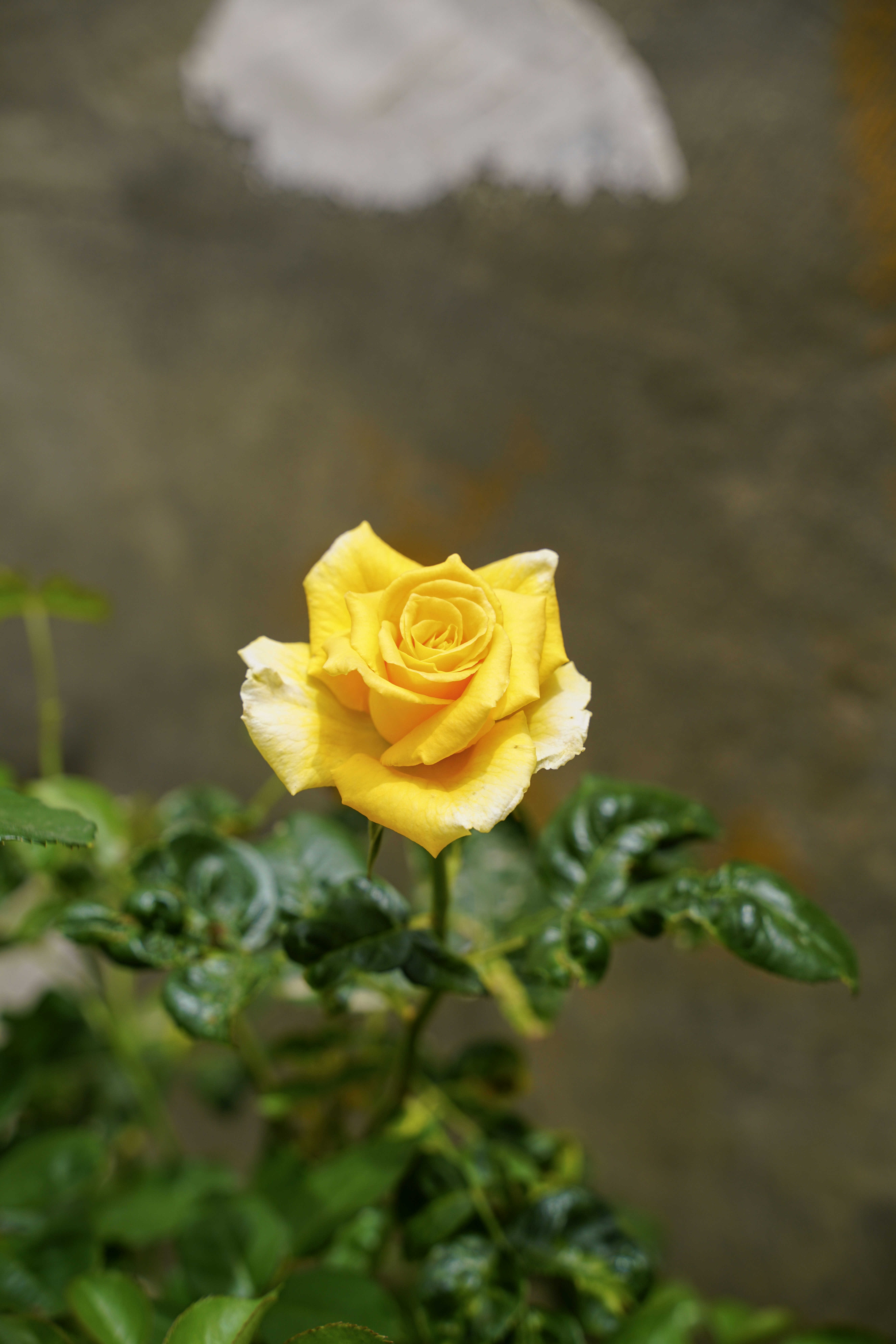 Yellow Rose in Focus Against Weathered Wall