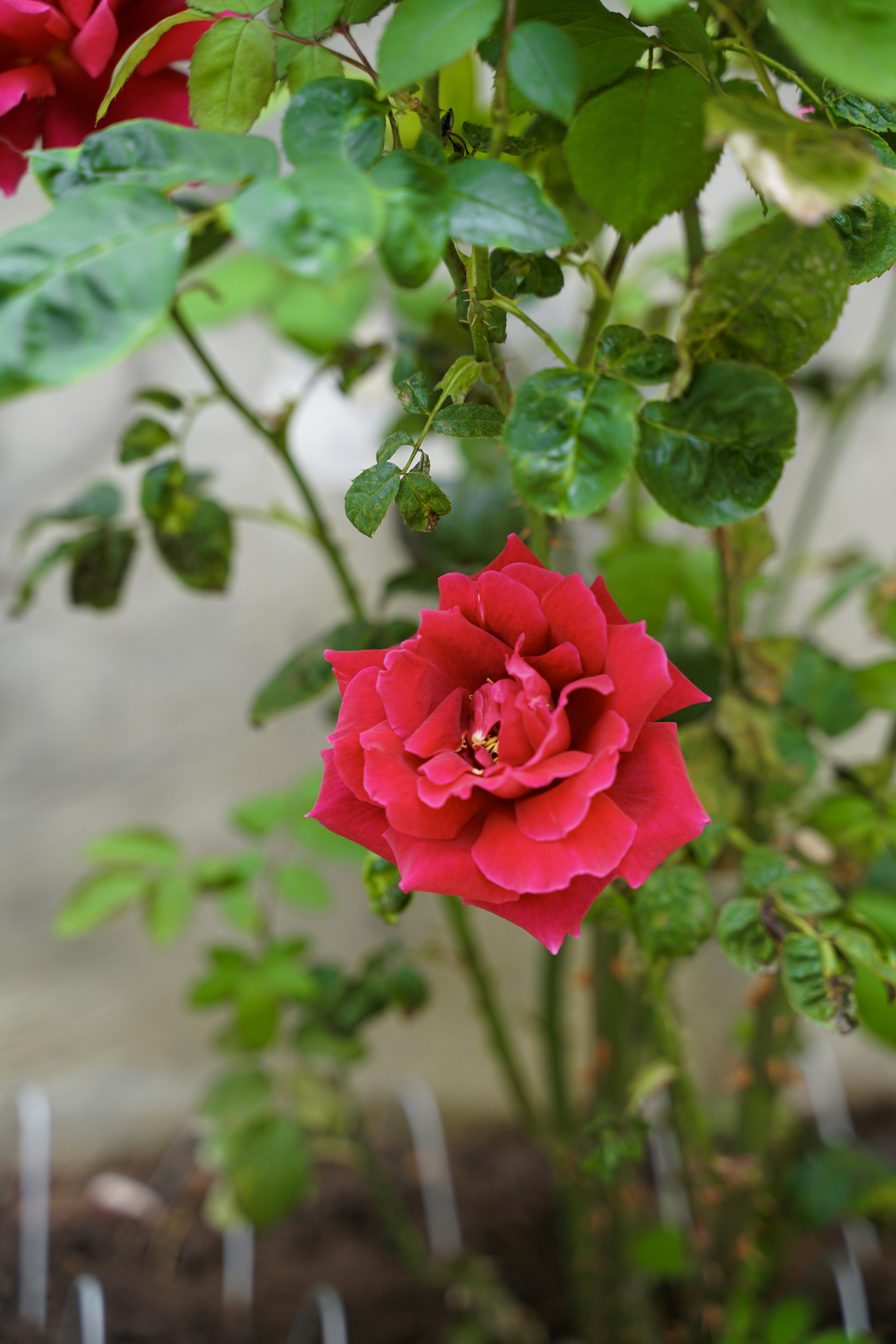 Crimson Bloom Centered: A Rose Amid Greenery
