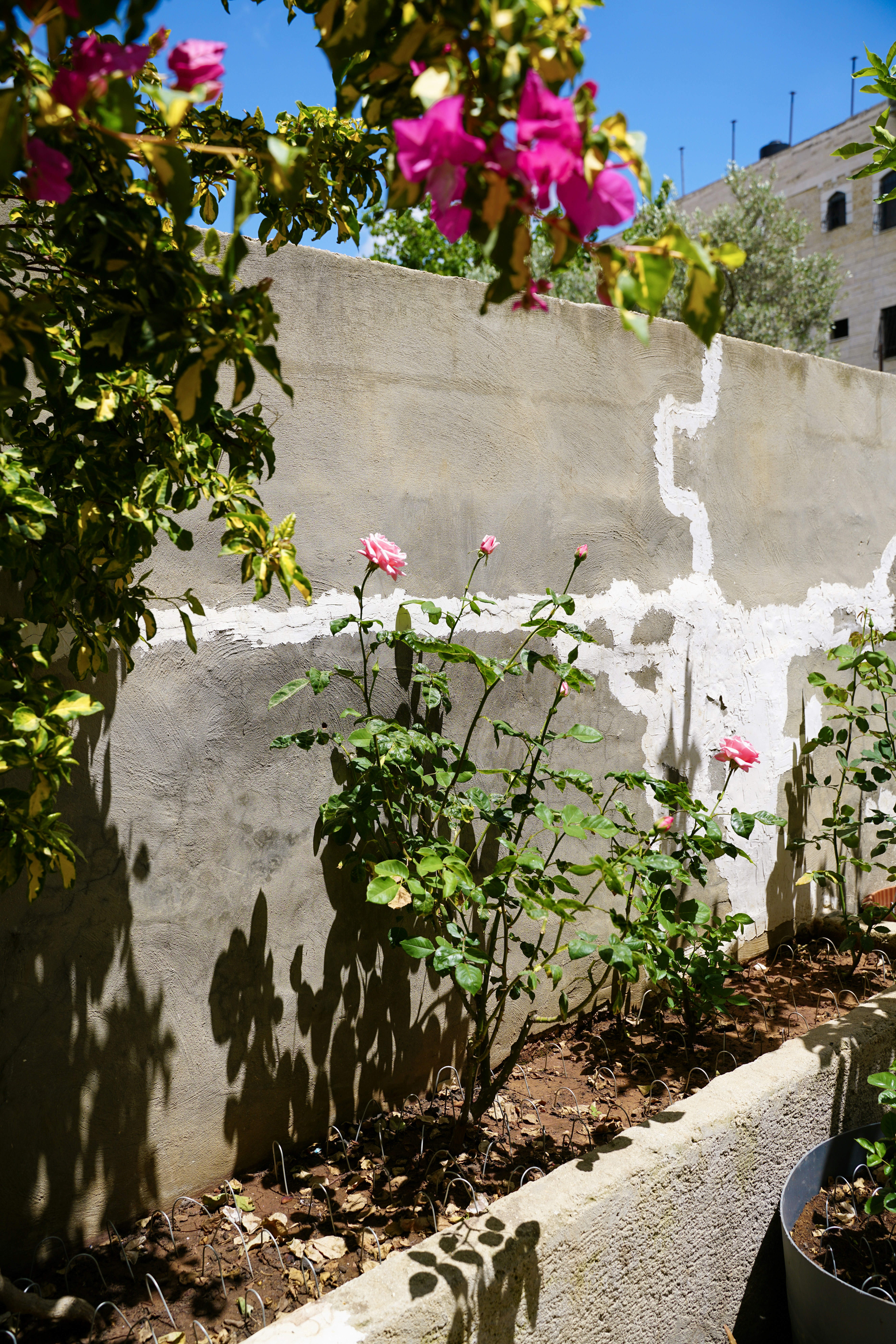 Roses Against a Sunlit Wall: Quiet Garden Fragments