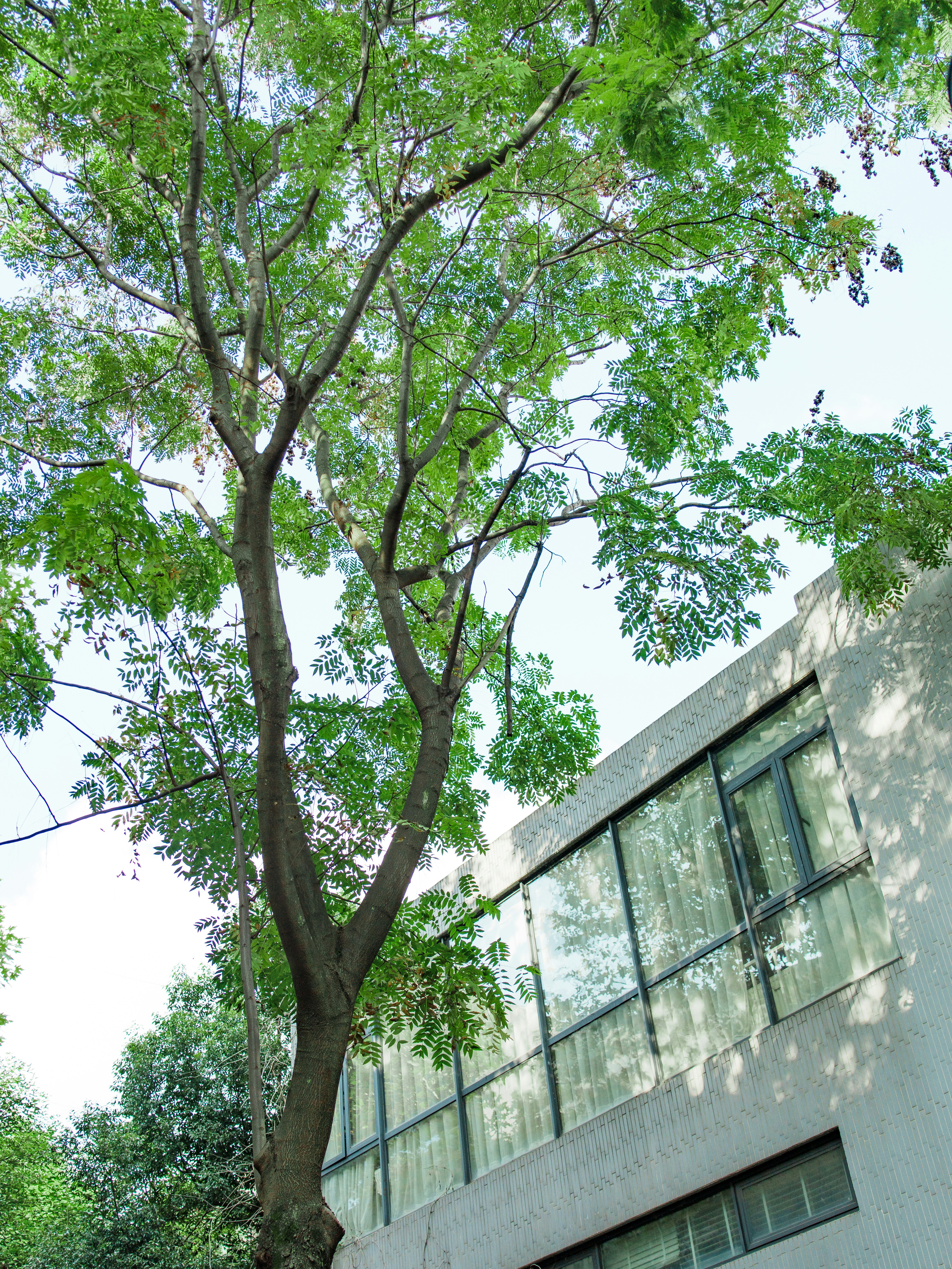 Tree Framing a Modern Campus Building