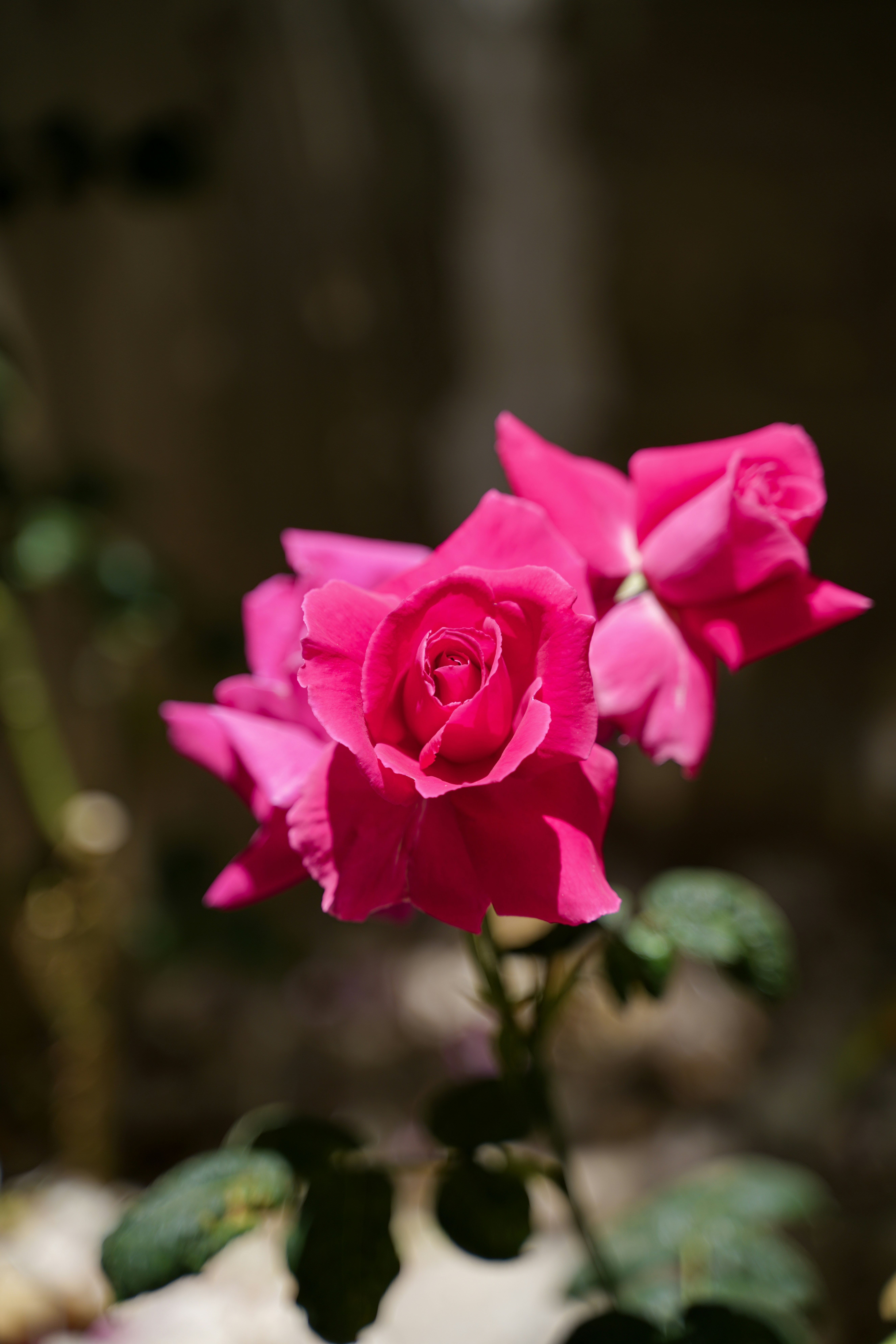 Pink Rose in Soft Focus Spotlight