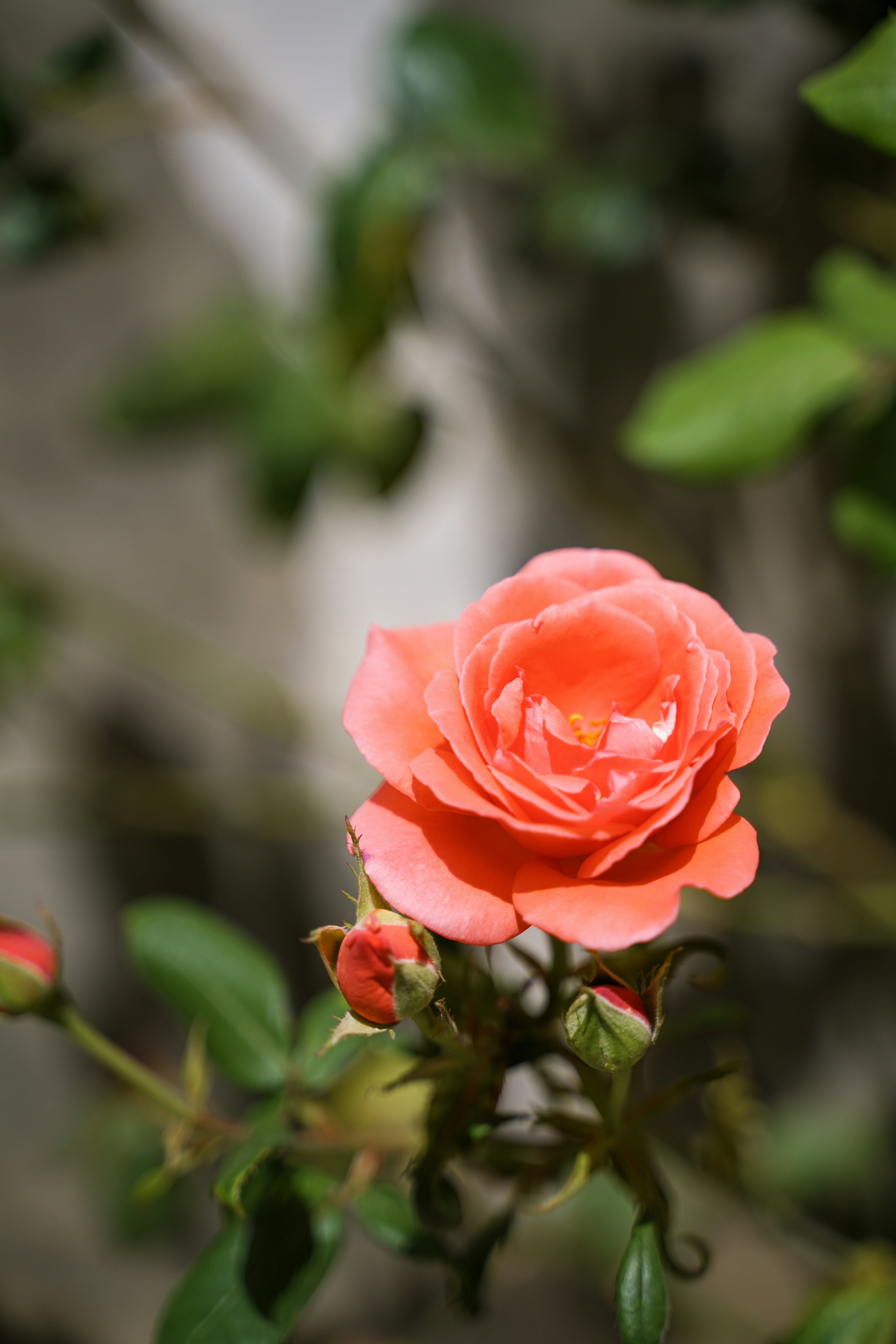 Soft Coral Rose in Focused Glow
