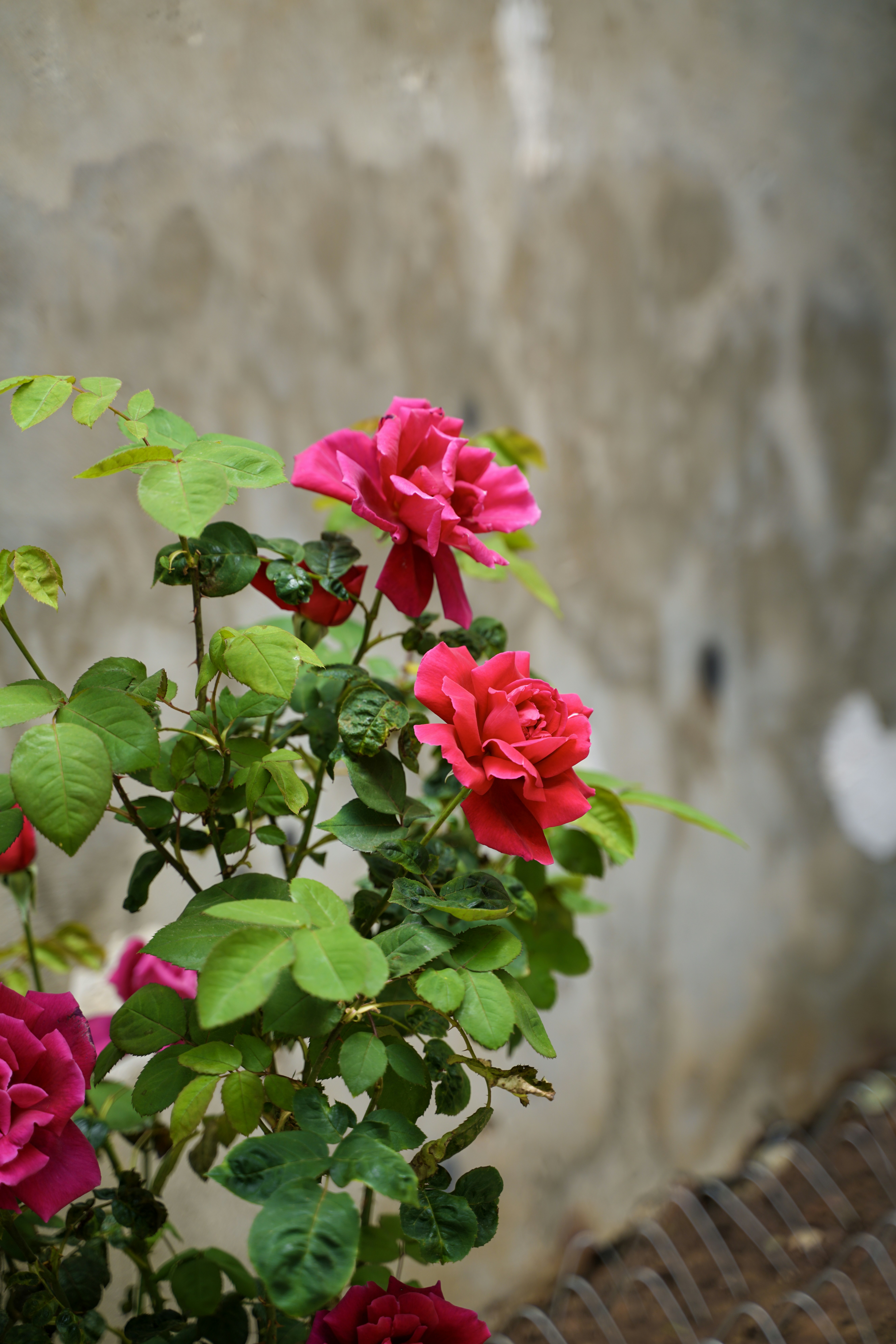 Crimson Blooms Against a Weathered Wall