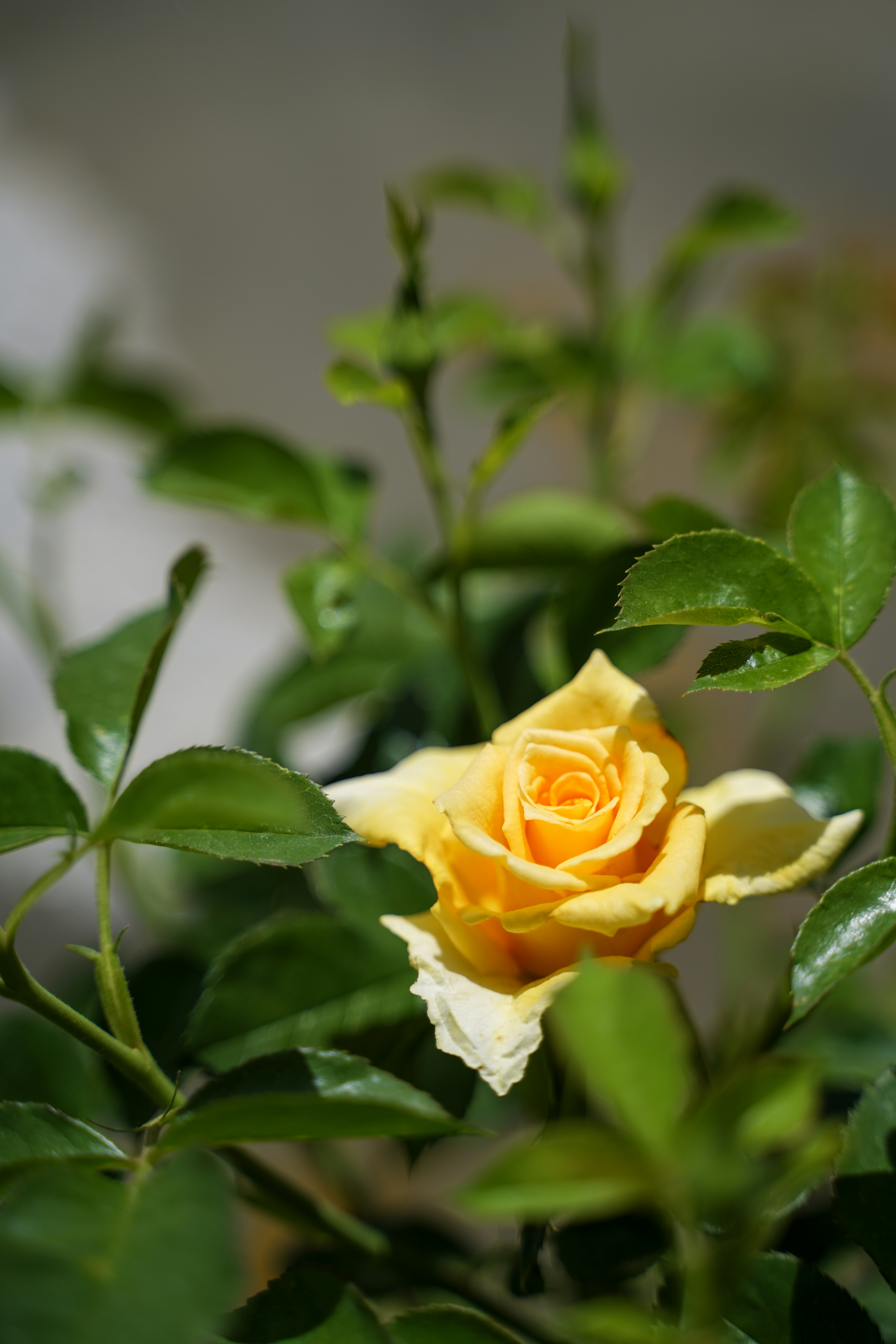 Golden Rose in Focus: Quiet Portrait of a Bloom