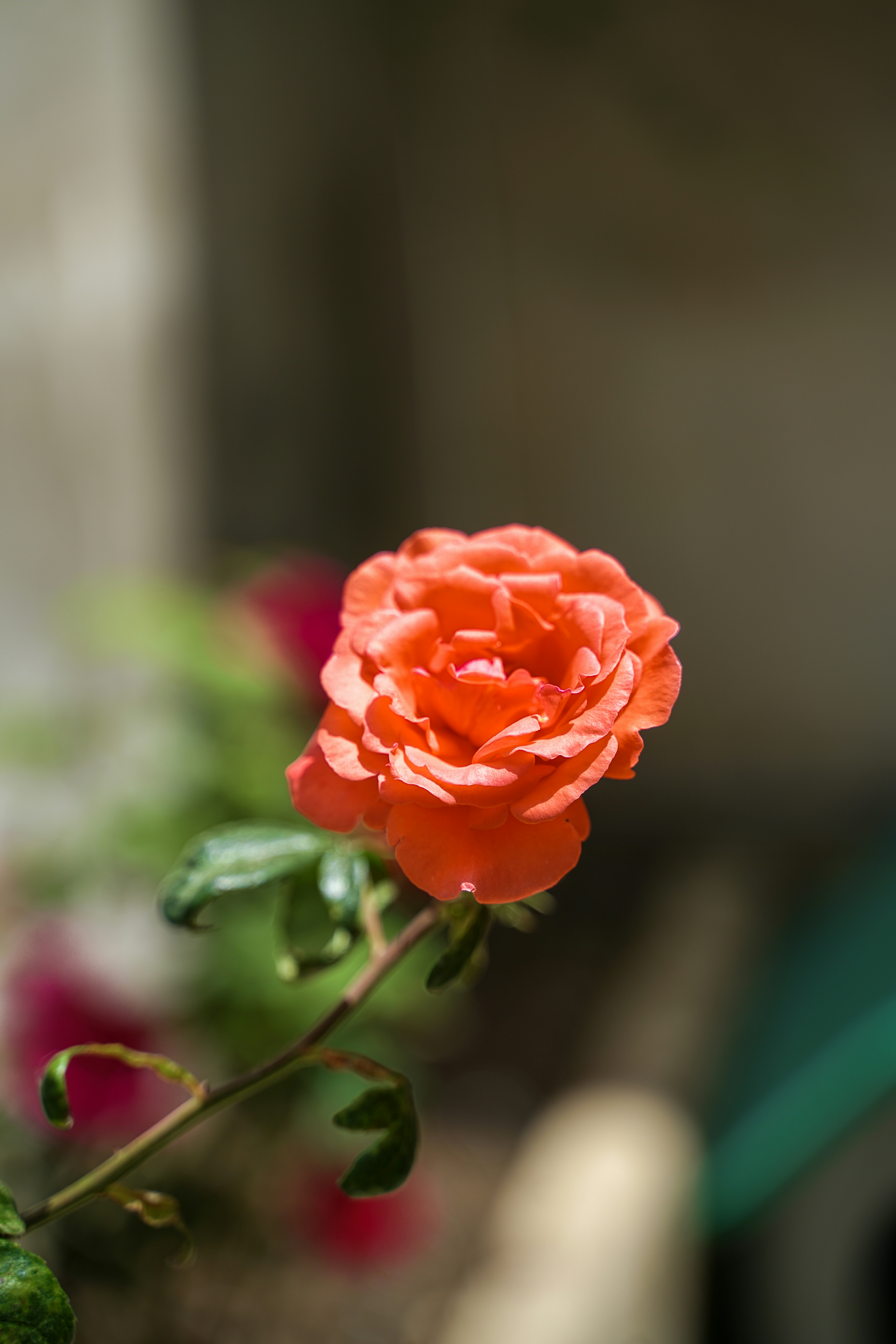 Coral Bloom: A Close-Up of a Vibrant Rose in Soft Focus