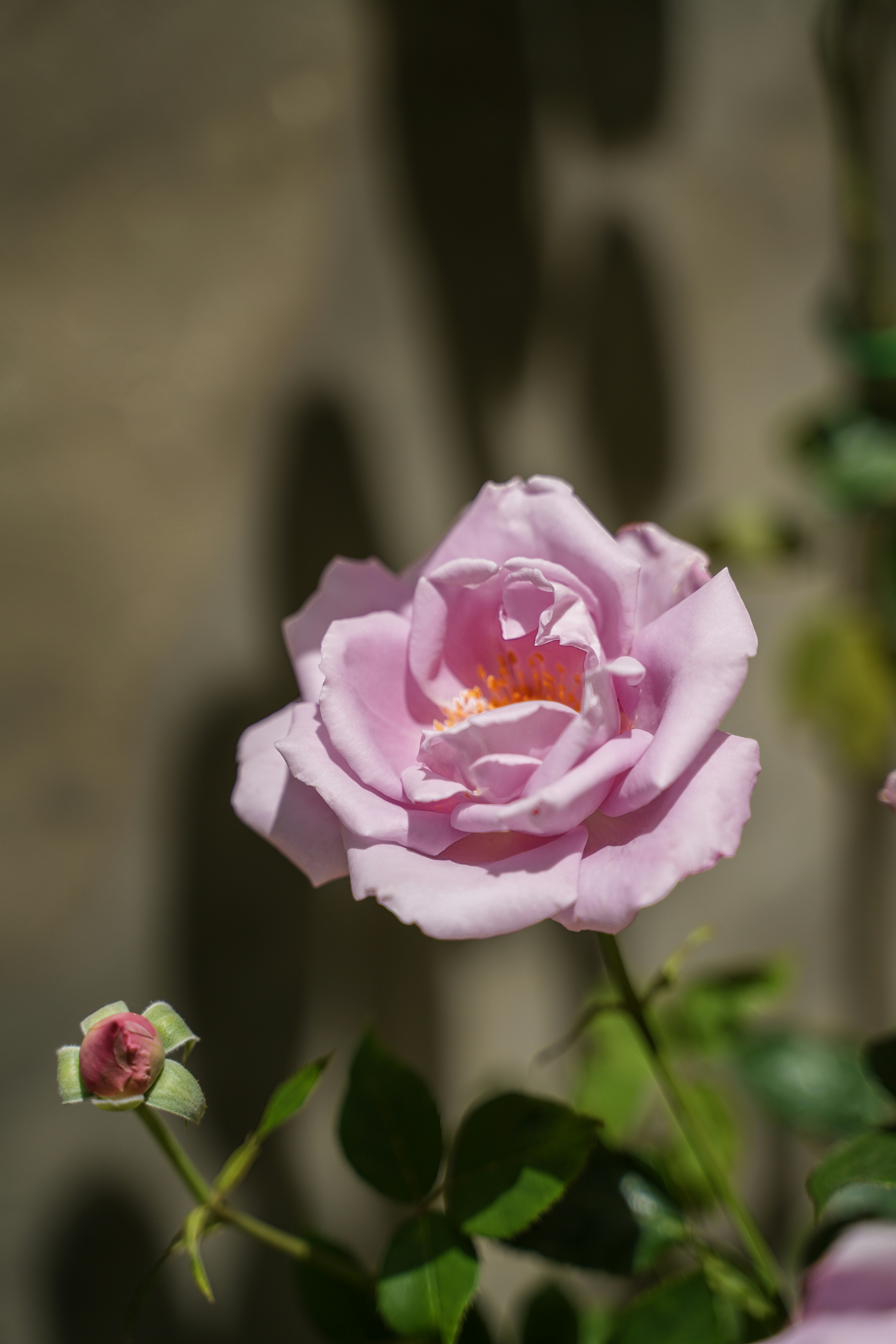 Blush Rose in Focus: A Delicate Bloom Against a Shaded Wall