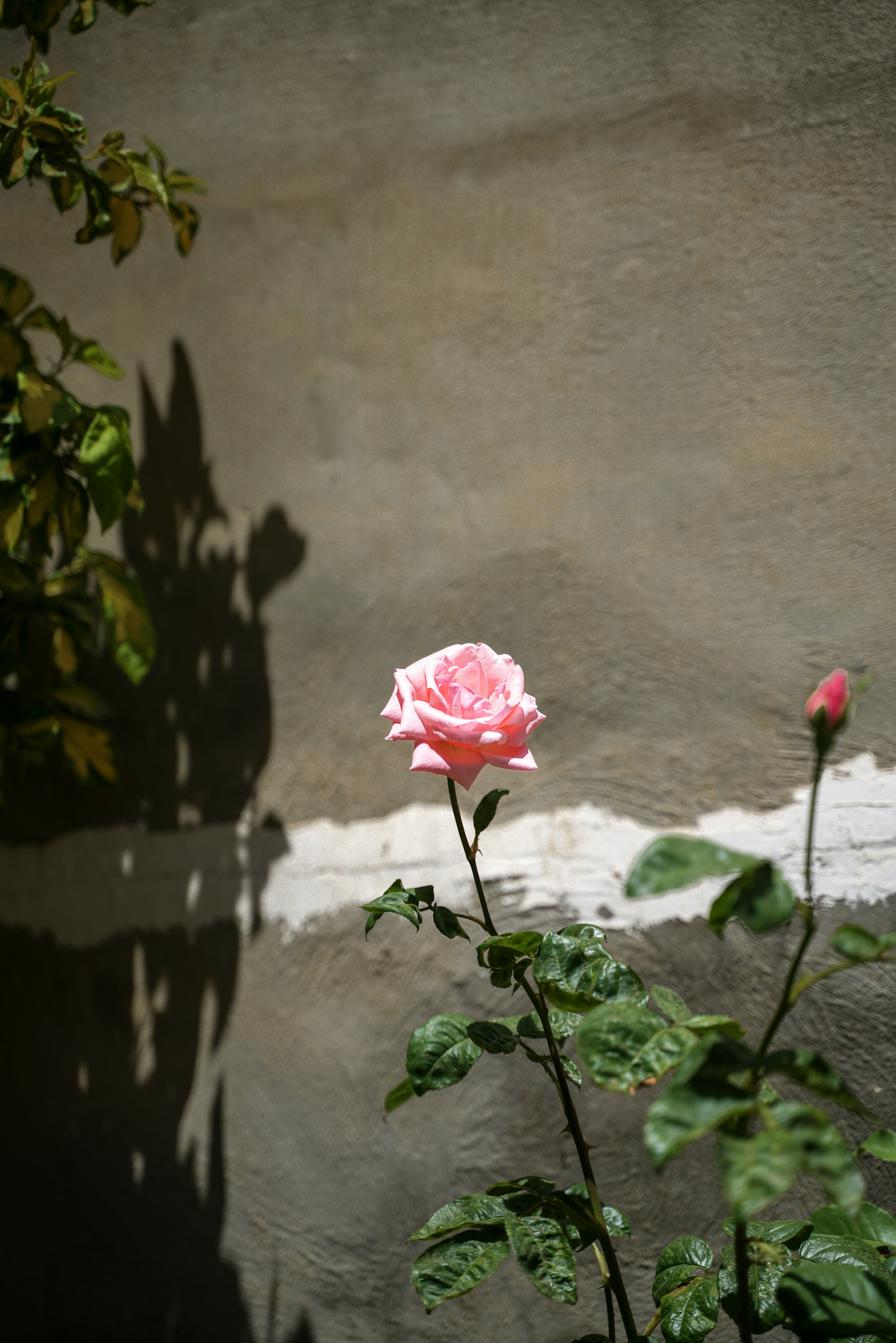 Soft Pink Rose Reaching Toward Sunlit Wall