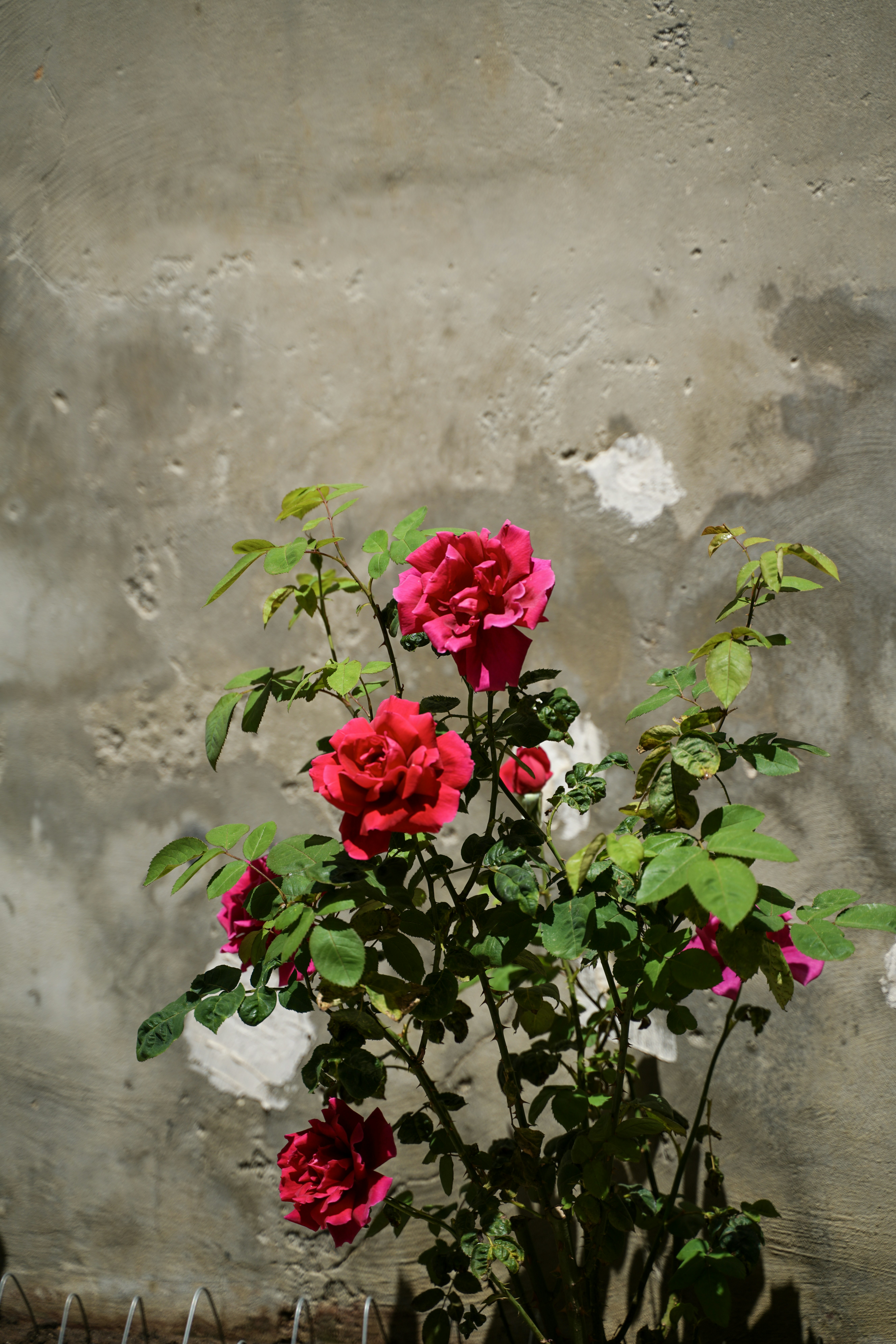 Crimson Roses Against a Weathered Wall