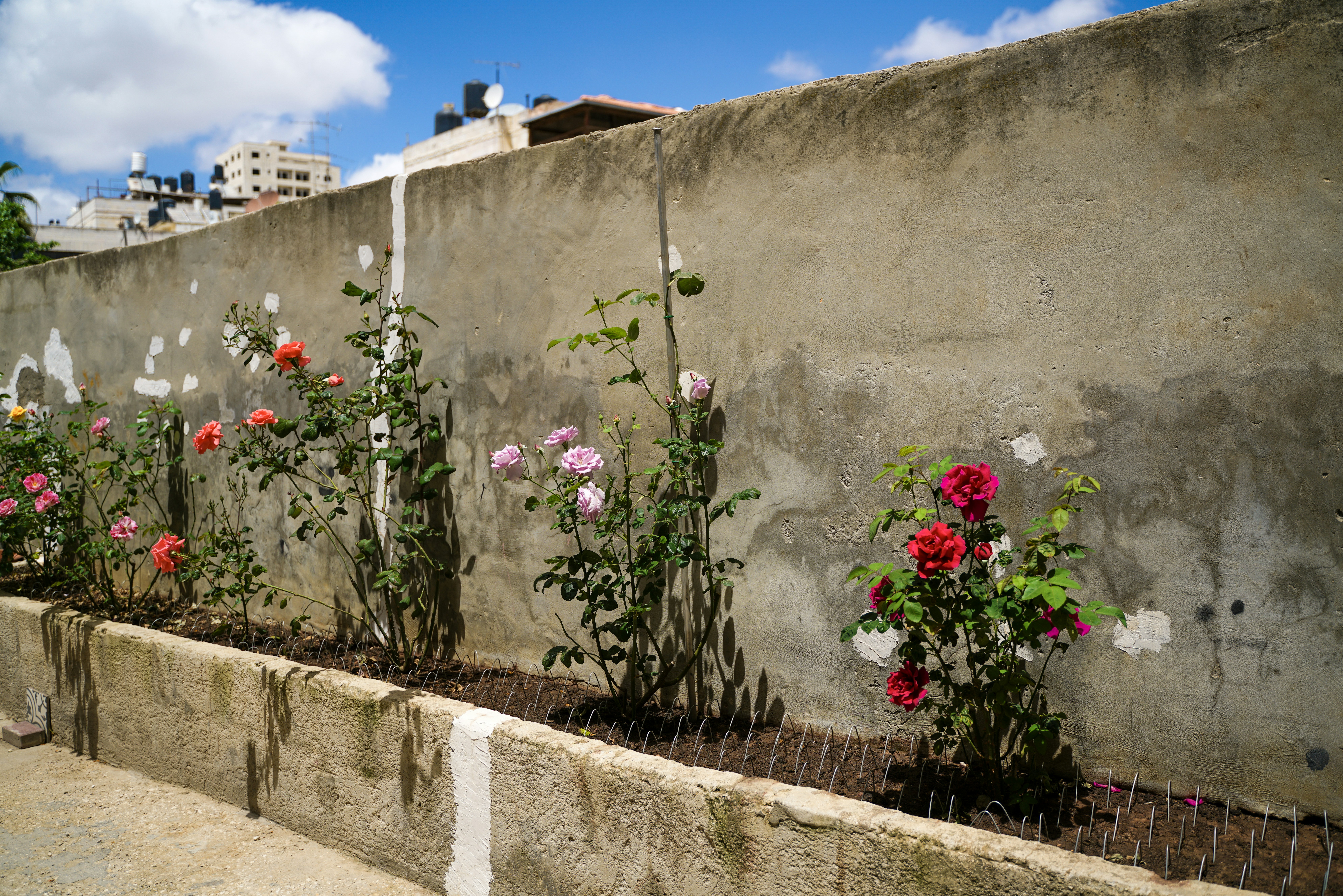 Roses in a sunlit rooftop garden against a weathered wall