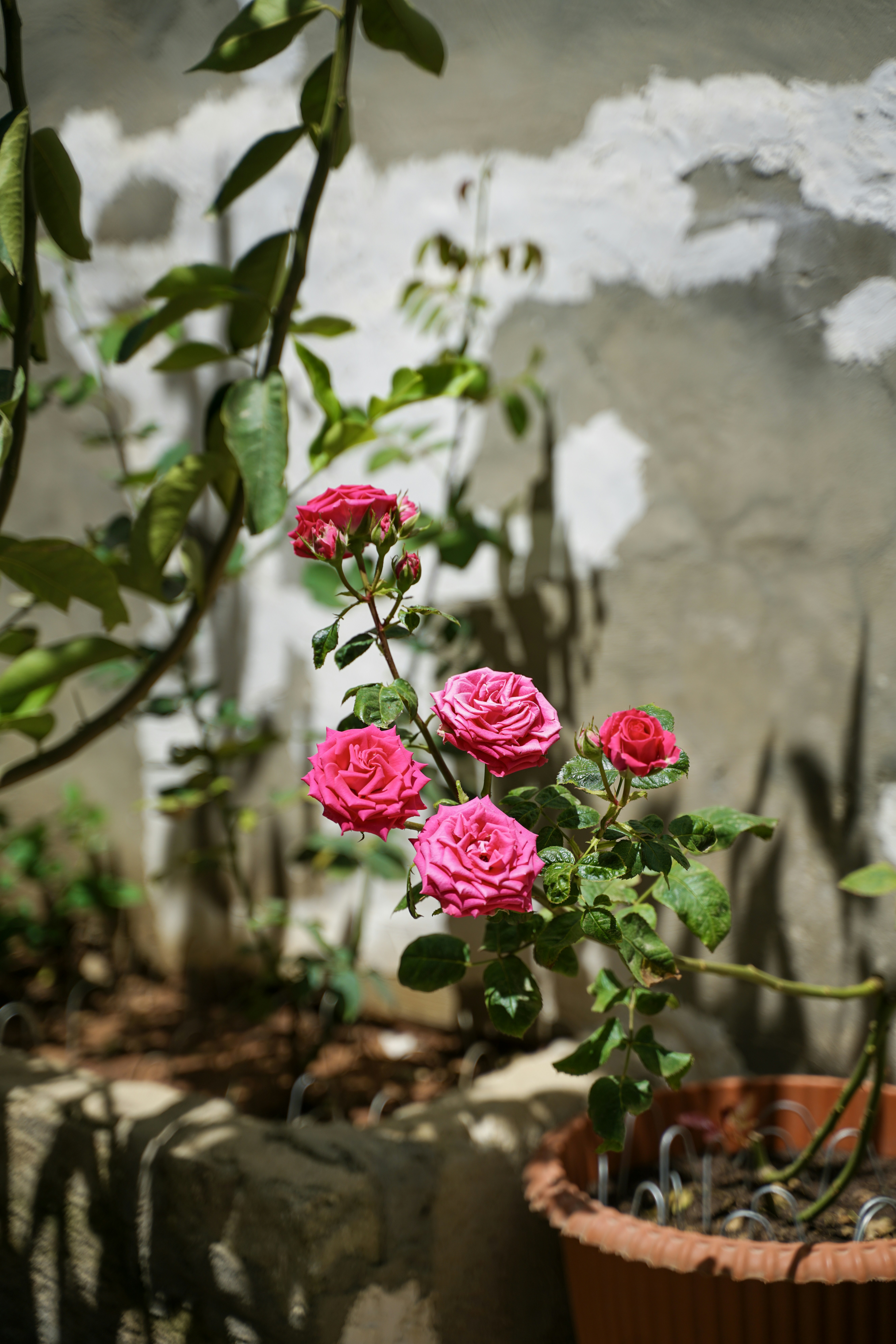 Pink Rose Cluster Reaching Toward the Sun Among Weathered Wall