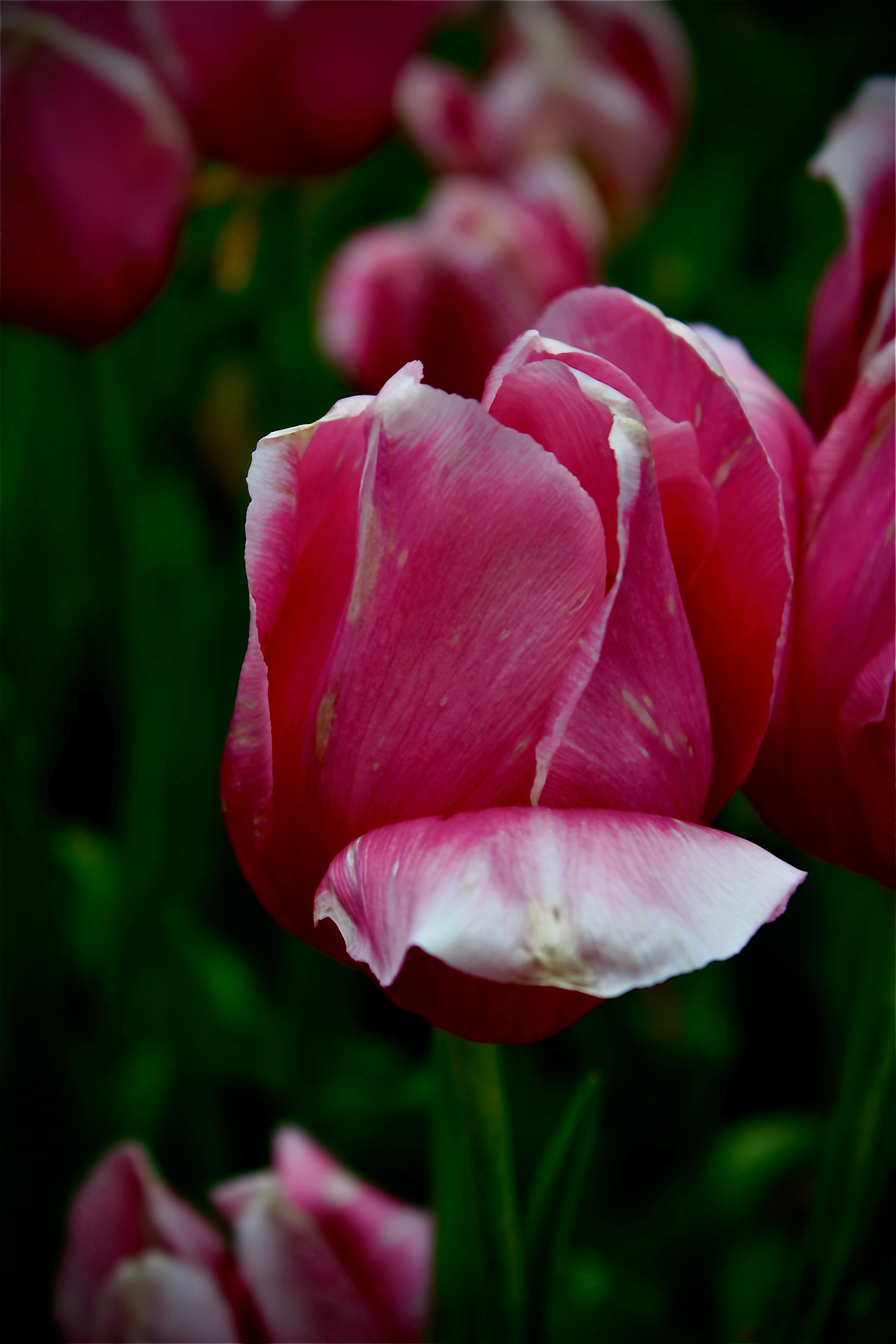 Pink Tulip Portrait: Soft Petal Edges in Focus Among Dark Green Backdrop