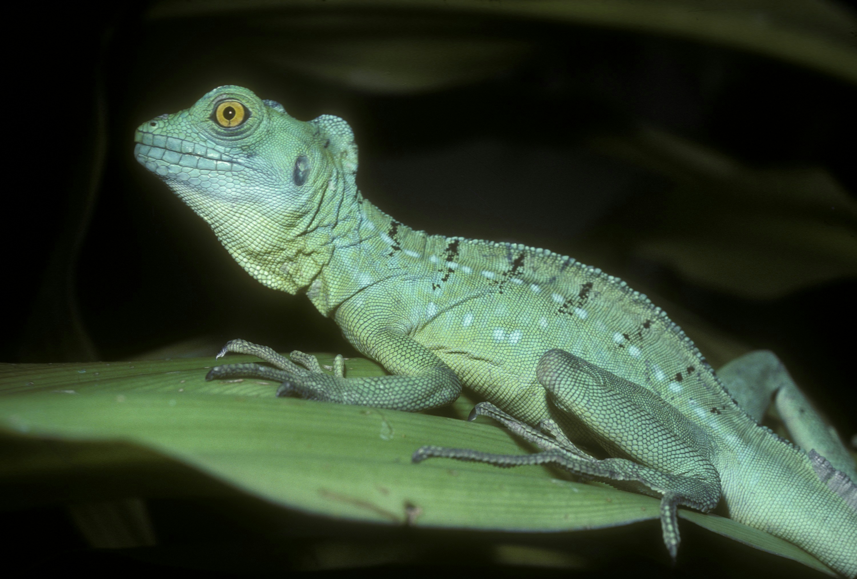 Emerald Watcher: a green anole posed on a leaf under night shade