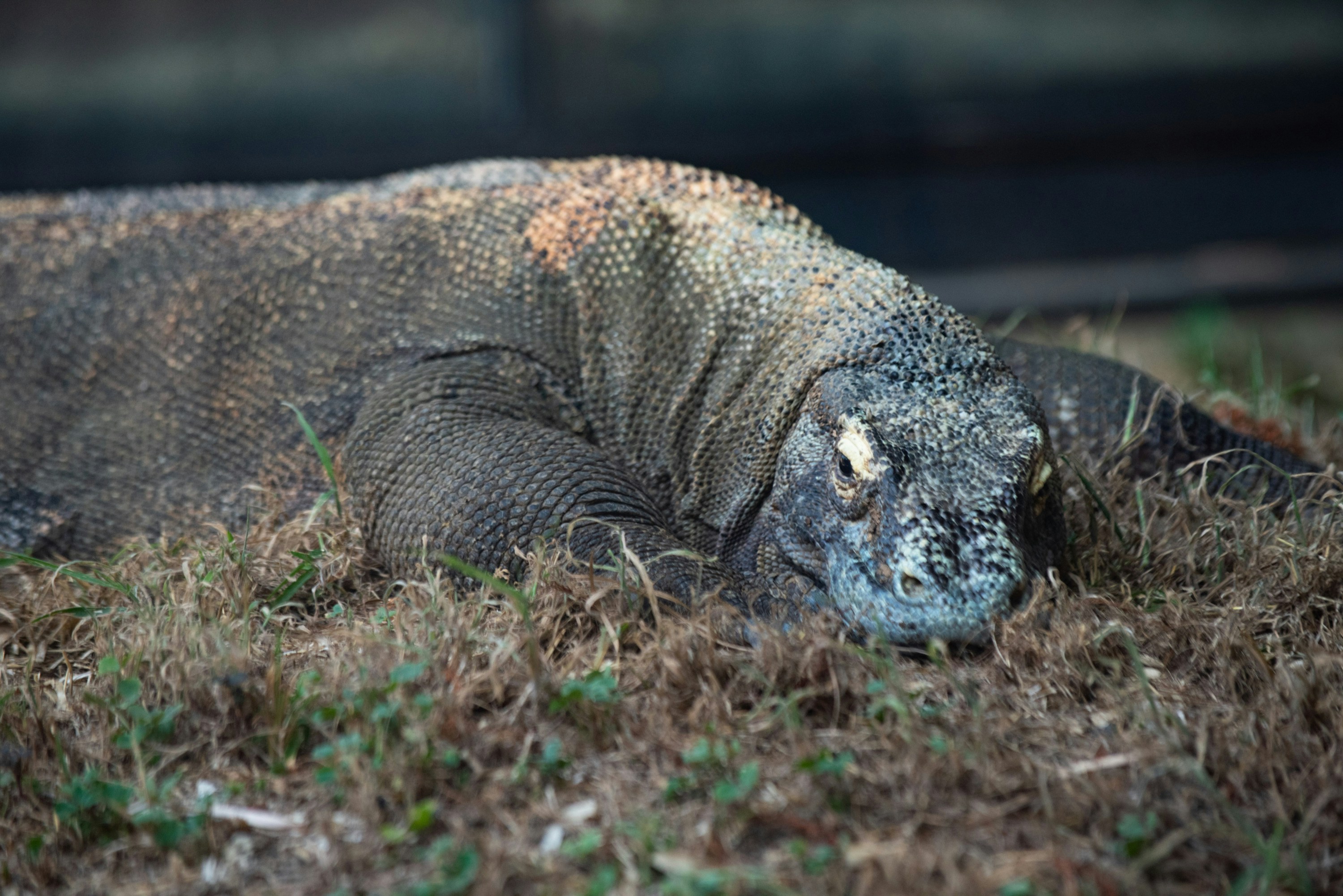 Resting Goliath: A Komodo Dragon in Quiet Dusk