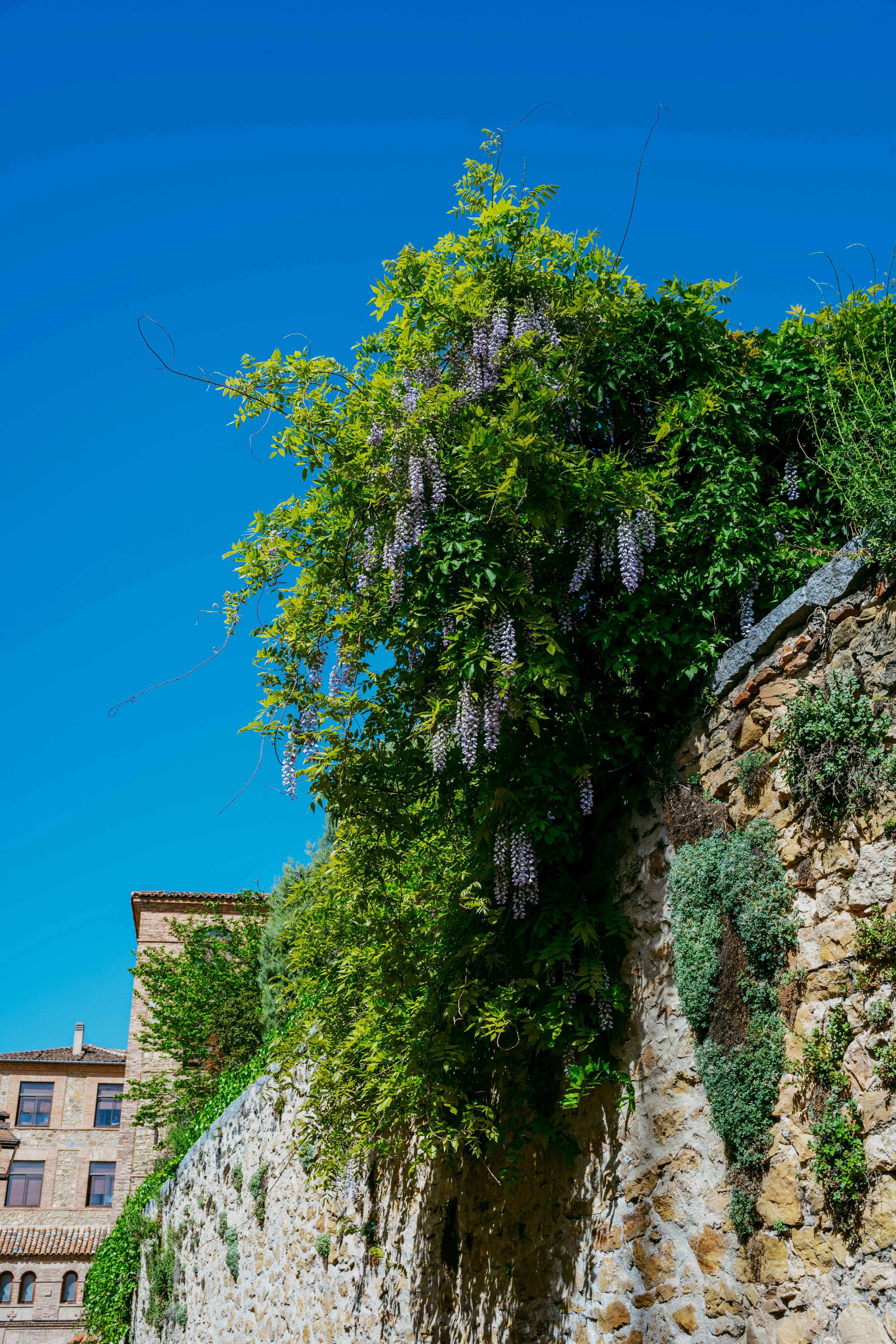 Climbing Wables: Ivy and Wisteria over a Stone Wall under a Clear Sky