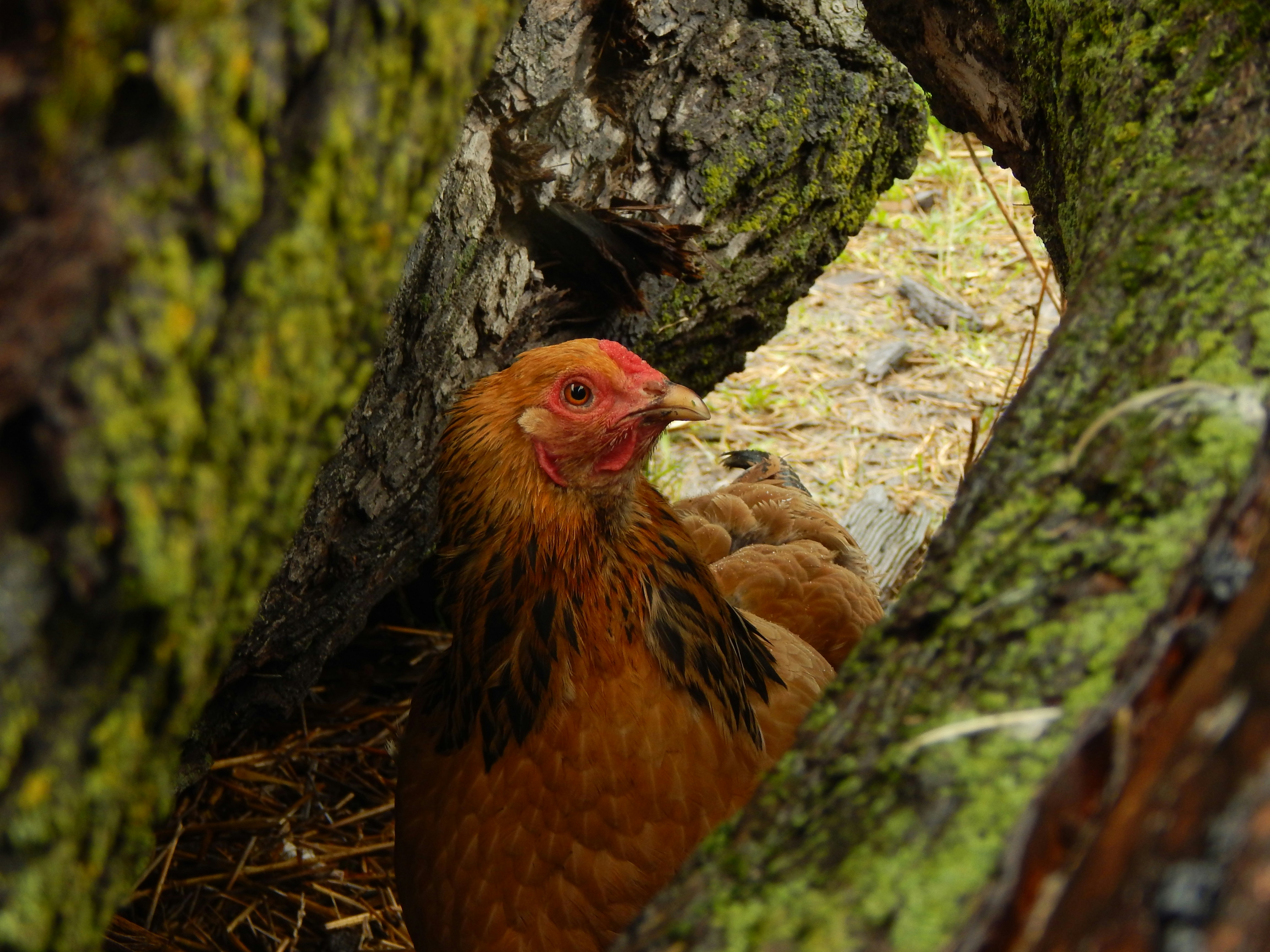 Hidden in the Bark: Hen’s Ember-Orange Plumage Among Mossy Crevices