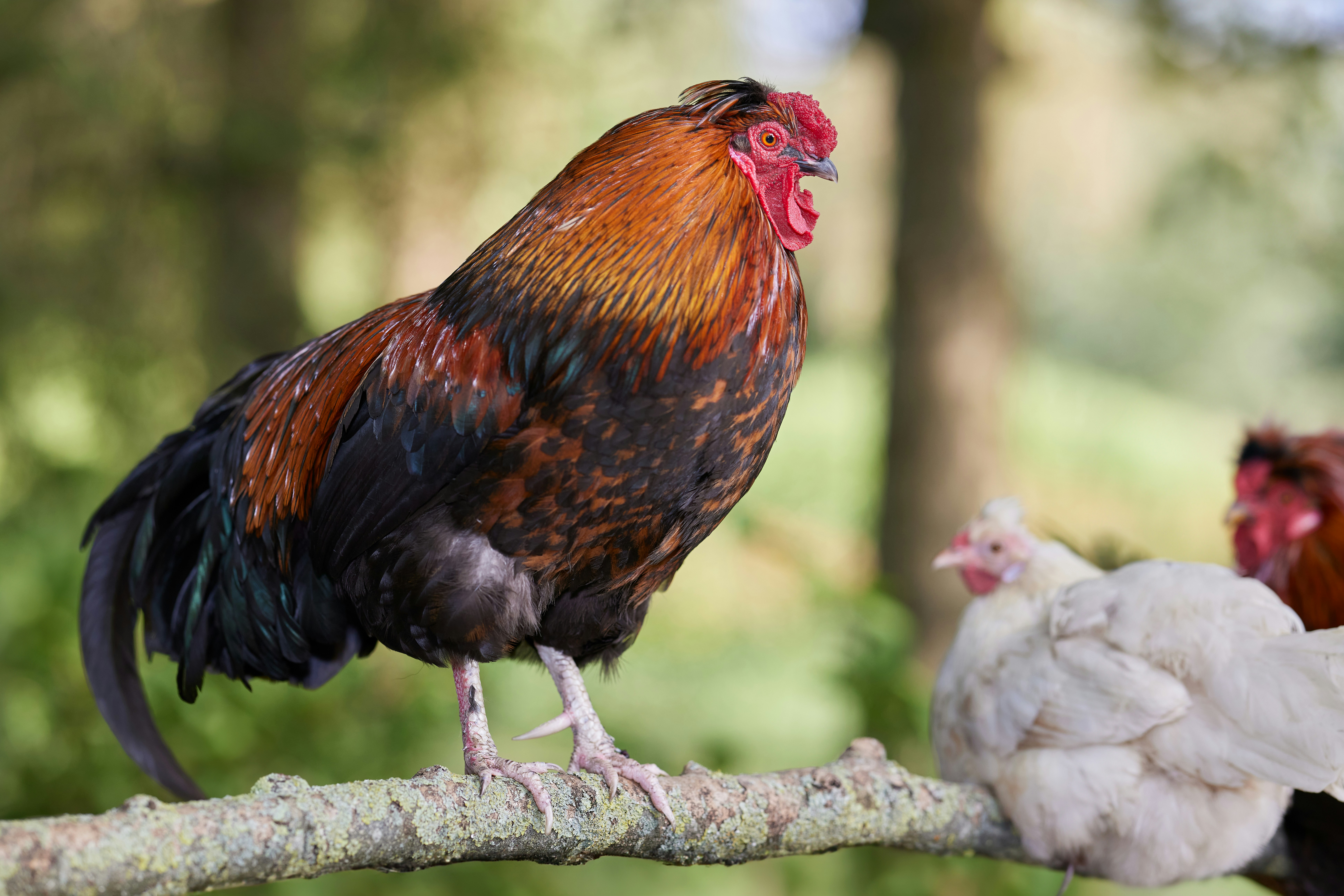 Regal Rooster on a Lichen-Lined Branch