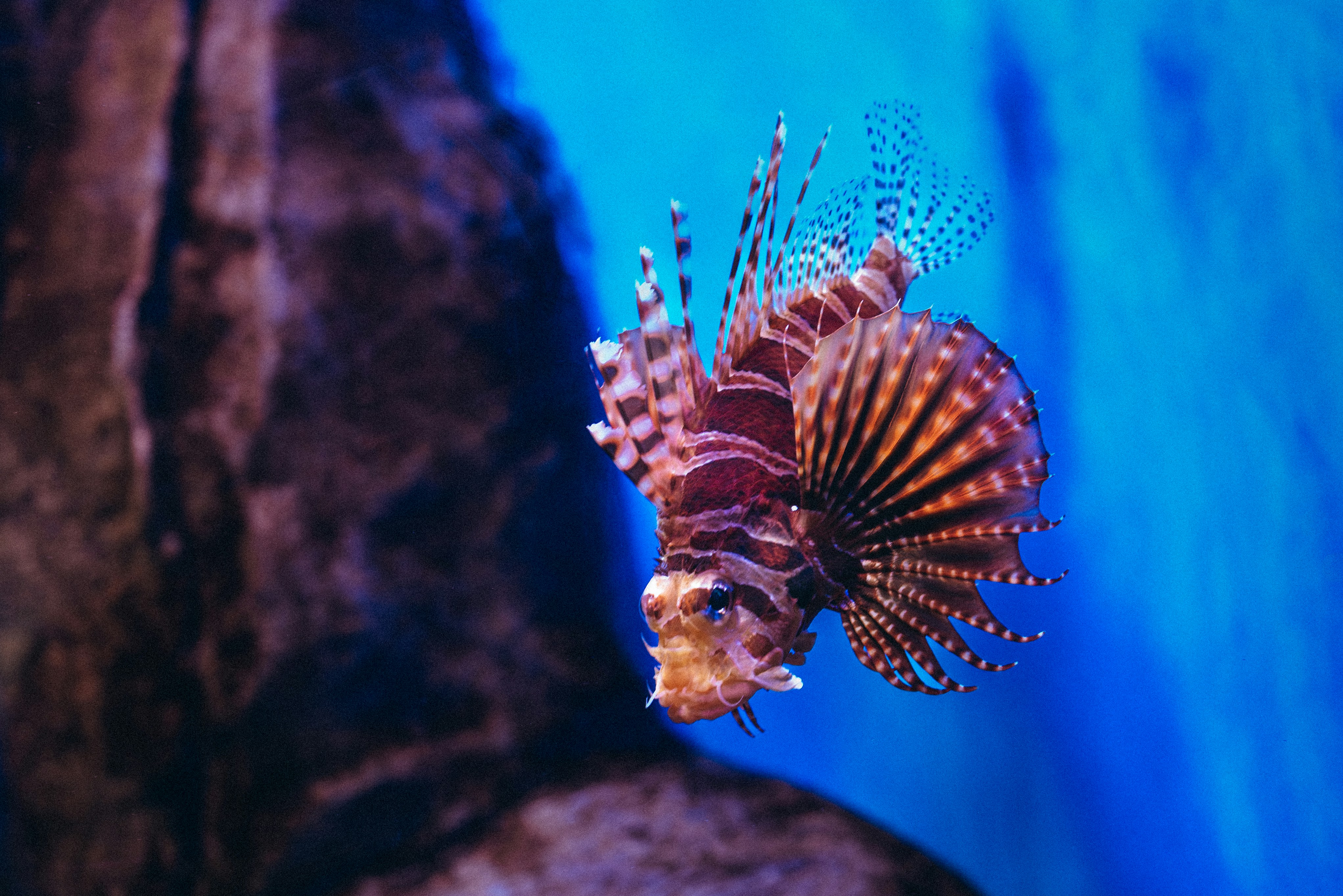 Vivid Lionfish in Cyan Backdrop