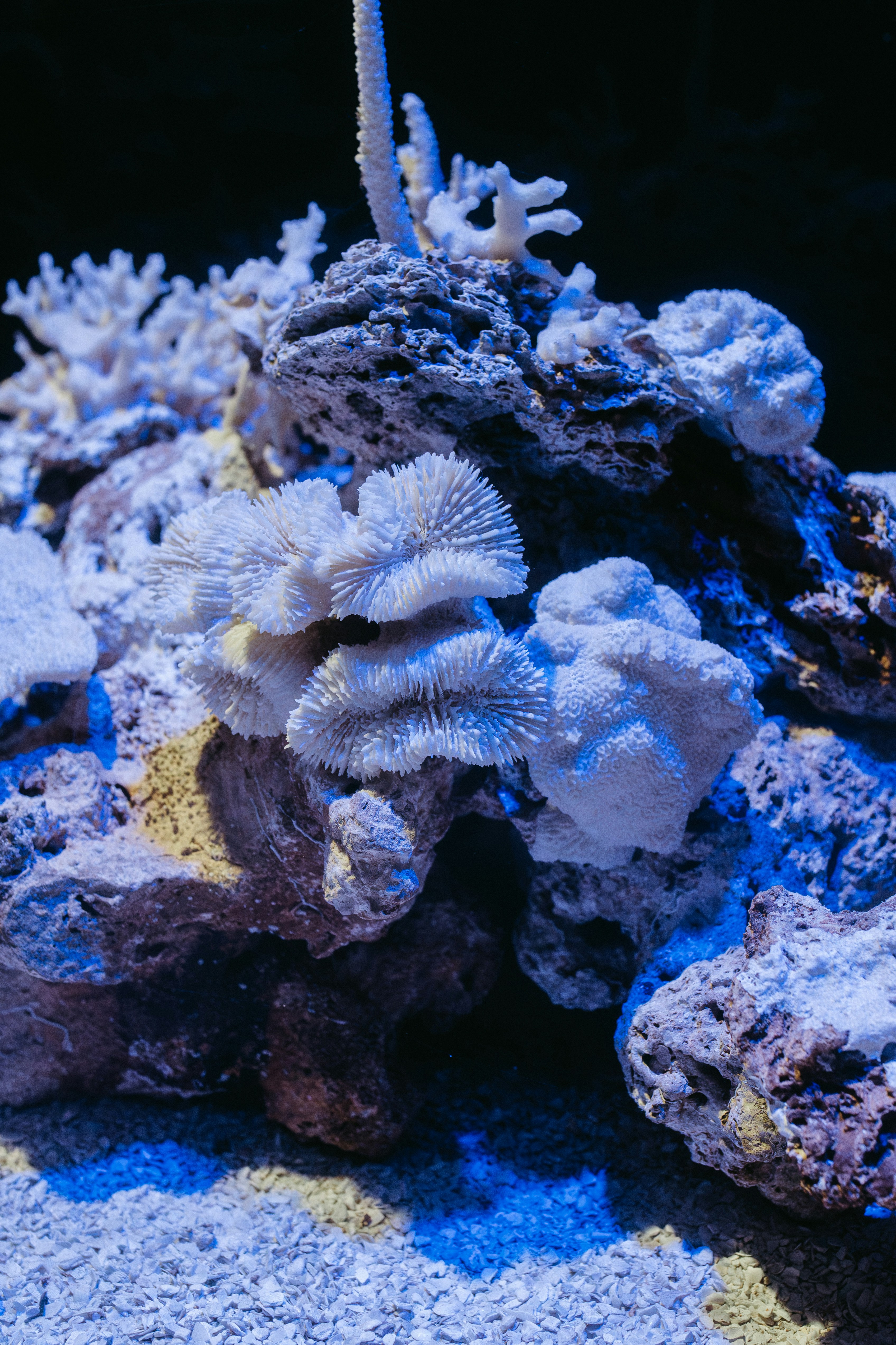 Underwater Coral Mosaic in Blue Tide