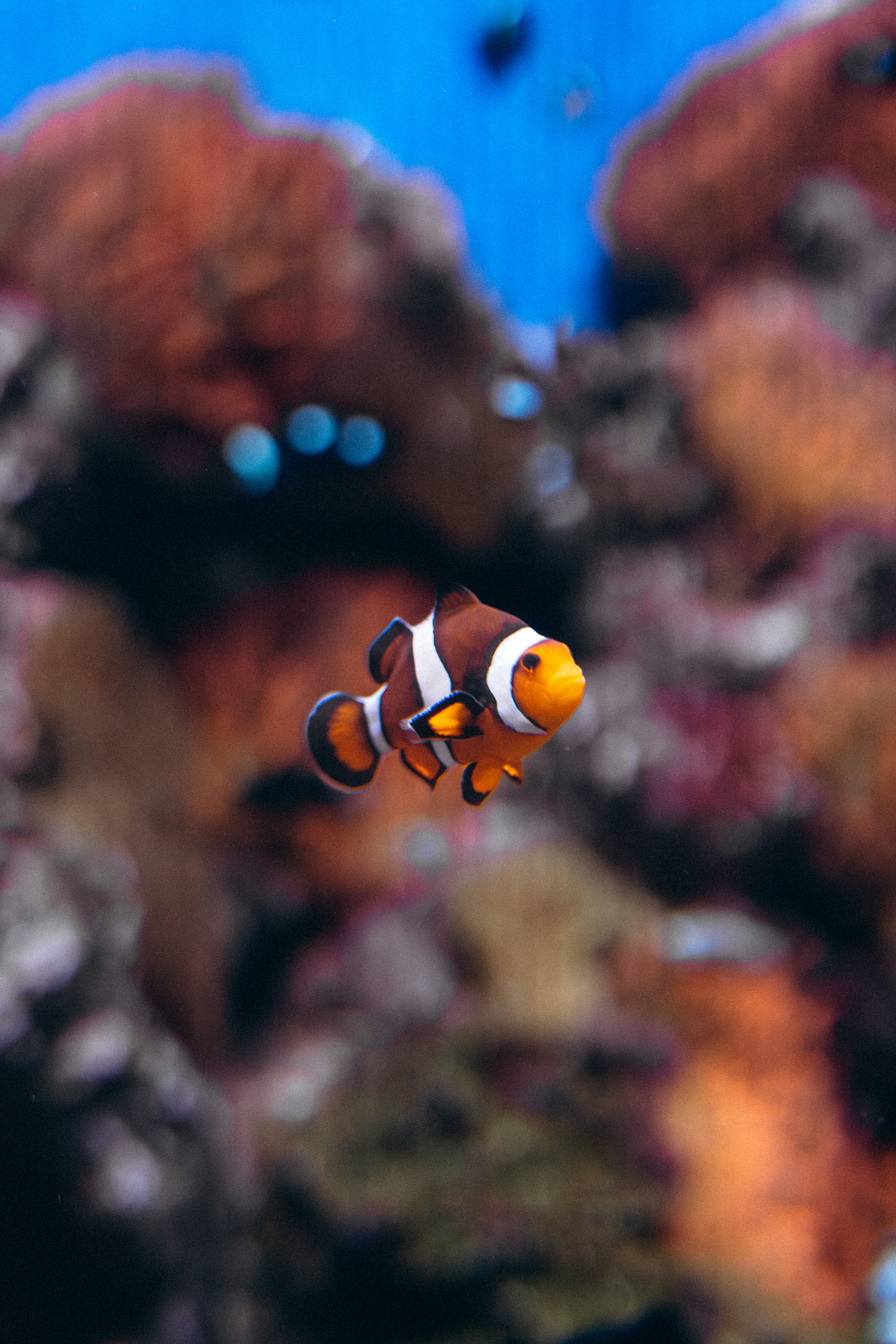 Bright Orange Nosed Clownfish in a Blur of Coral Colors