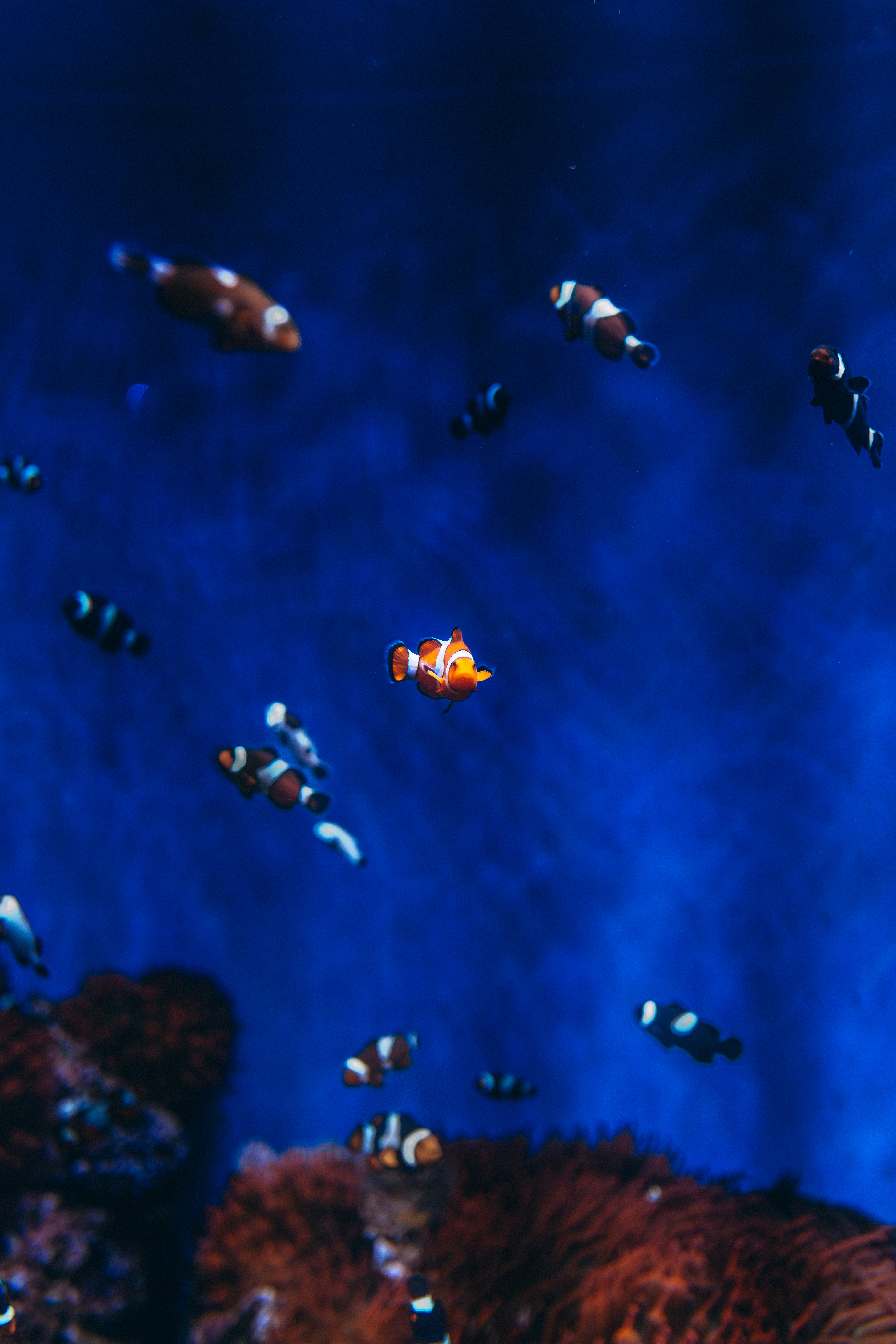Clownfish Gallery: A Quiet Swim Through Deep Blue