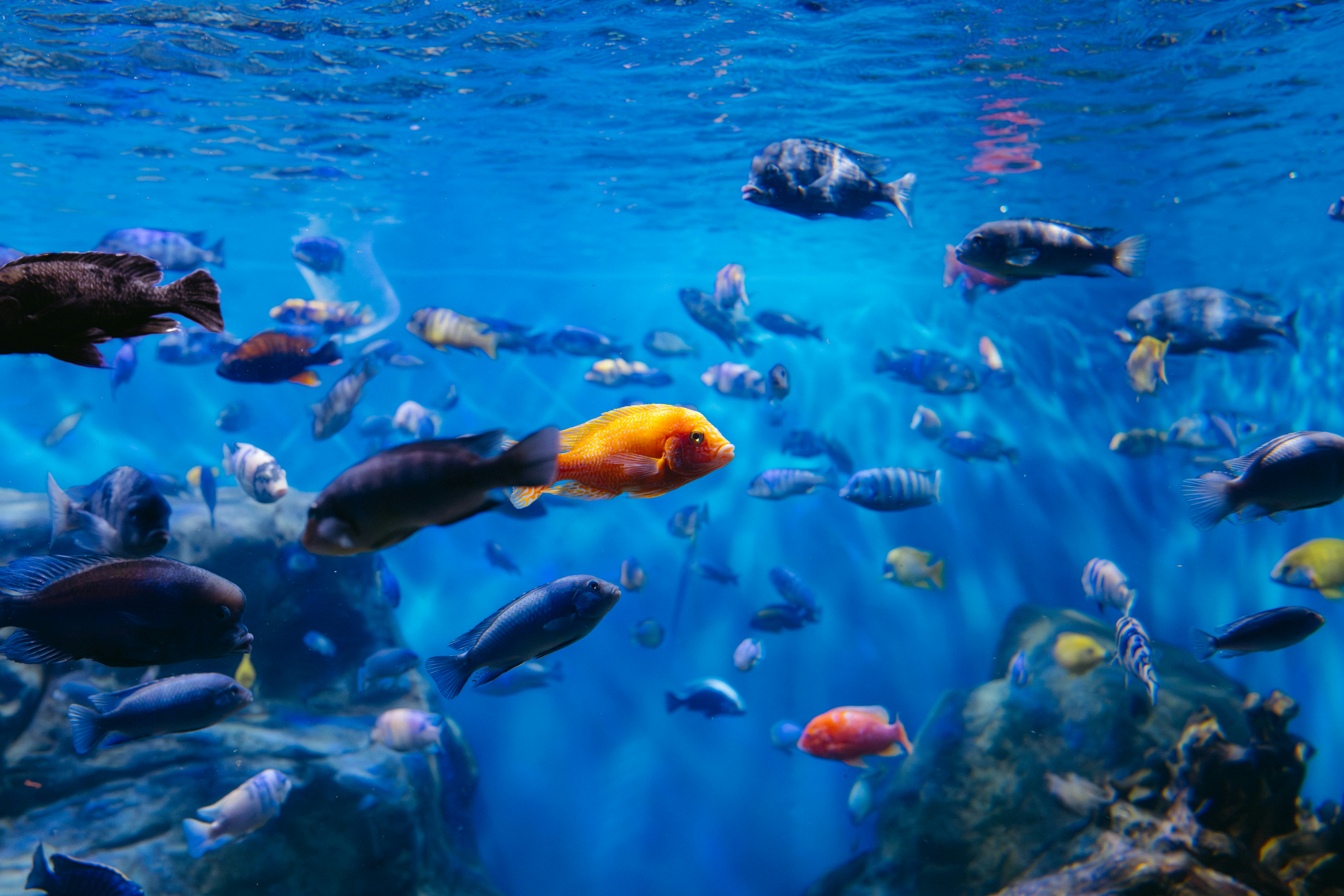 Vibrant Undersea Market: A Swirl of Tropical Fish