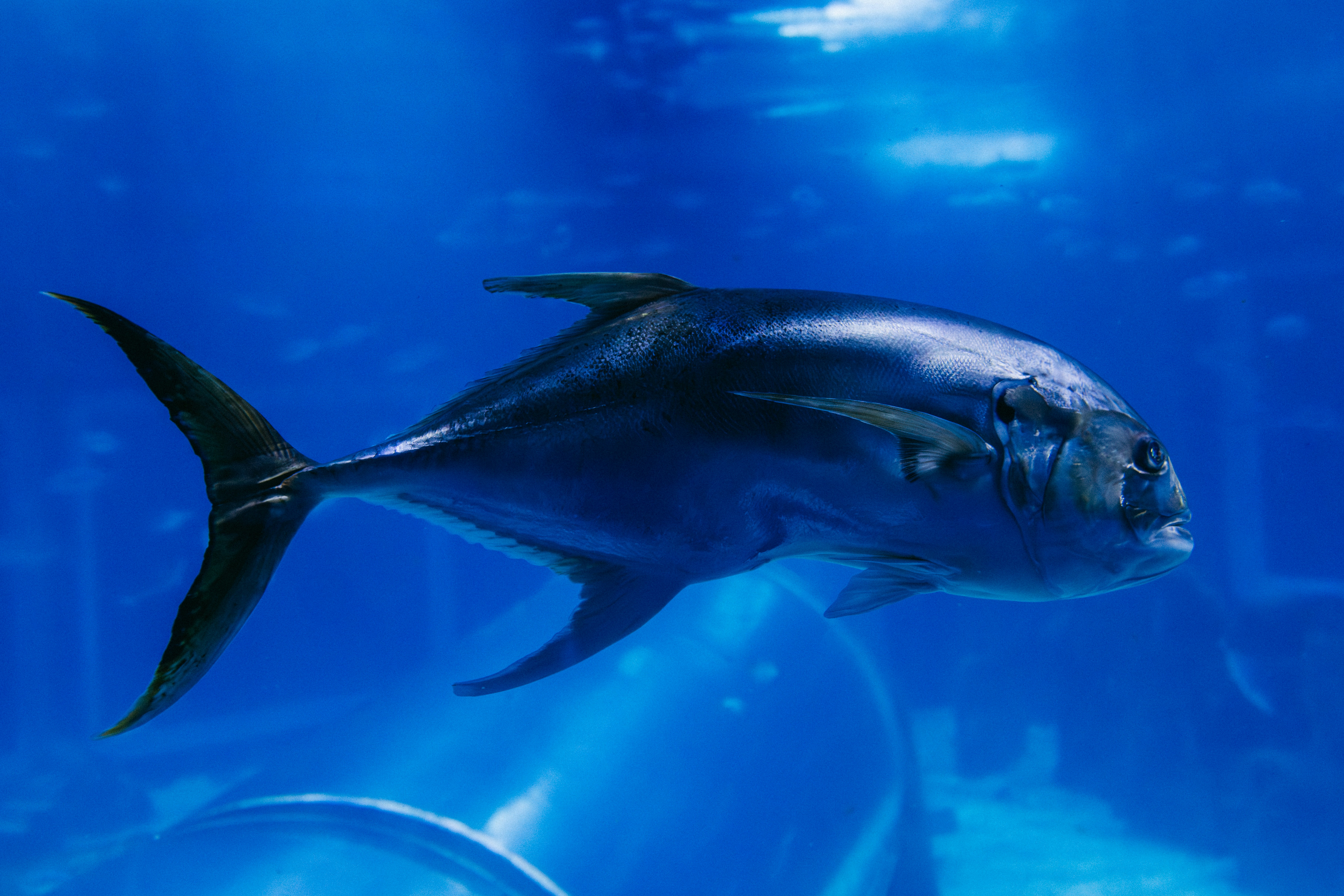 Blue Atlantic Swimmer in a Curved Glass Undersea Enclosure
