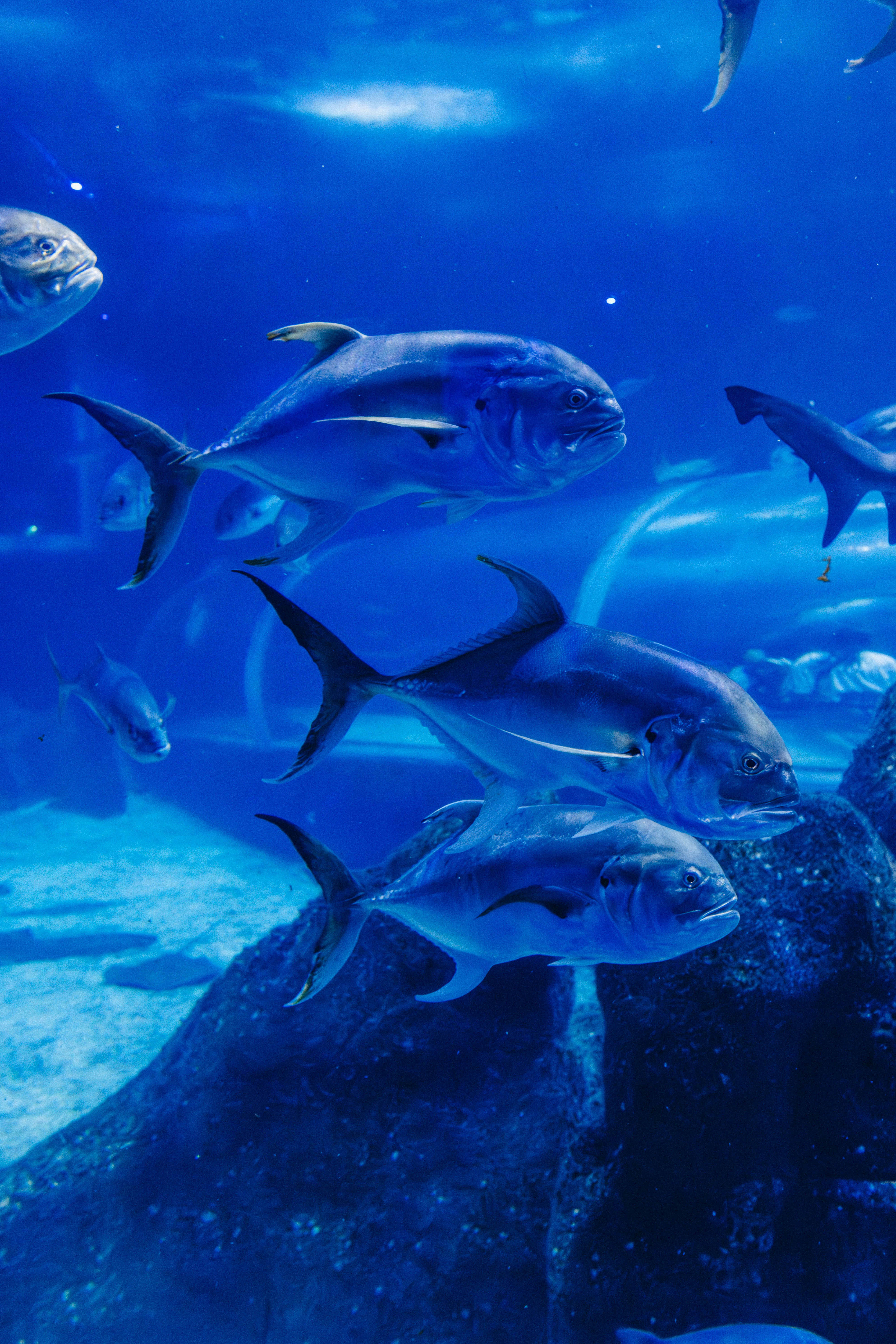 School of Blue: Centered Swimmers in Aquarium Blue