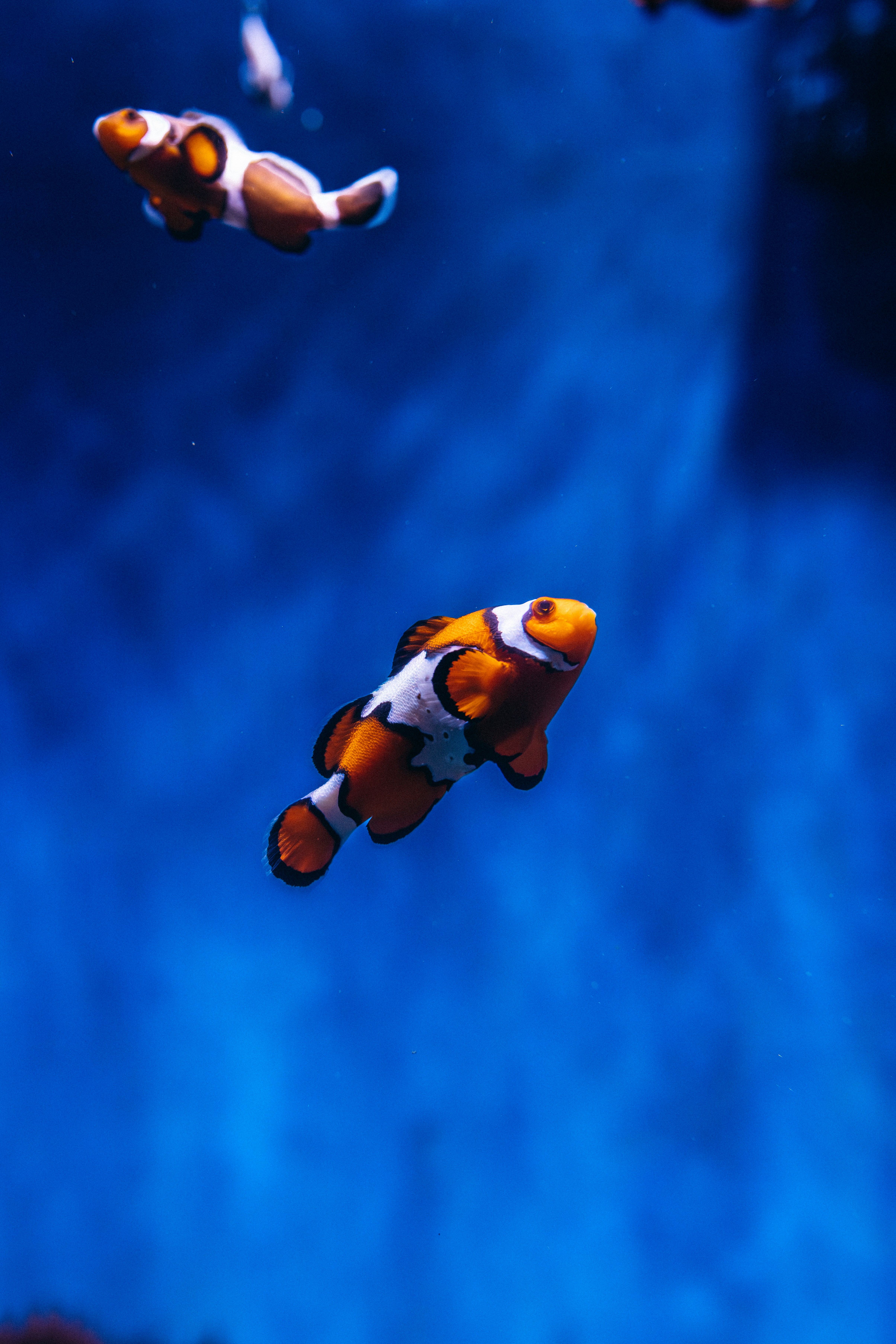 Two Koi-like Clownfish Drifting in Deep Blue Abyss