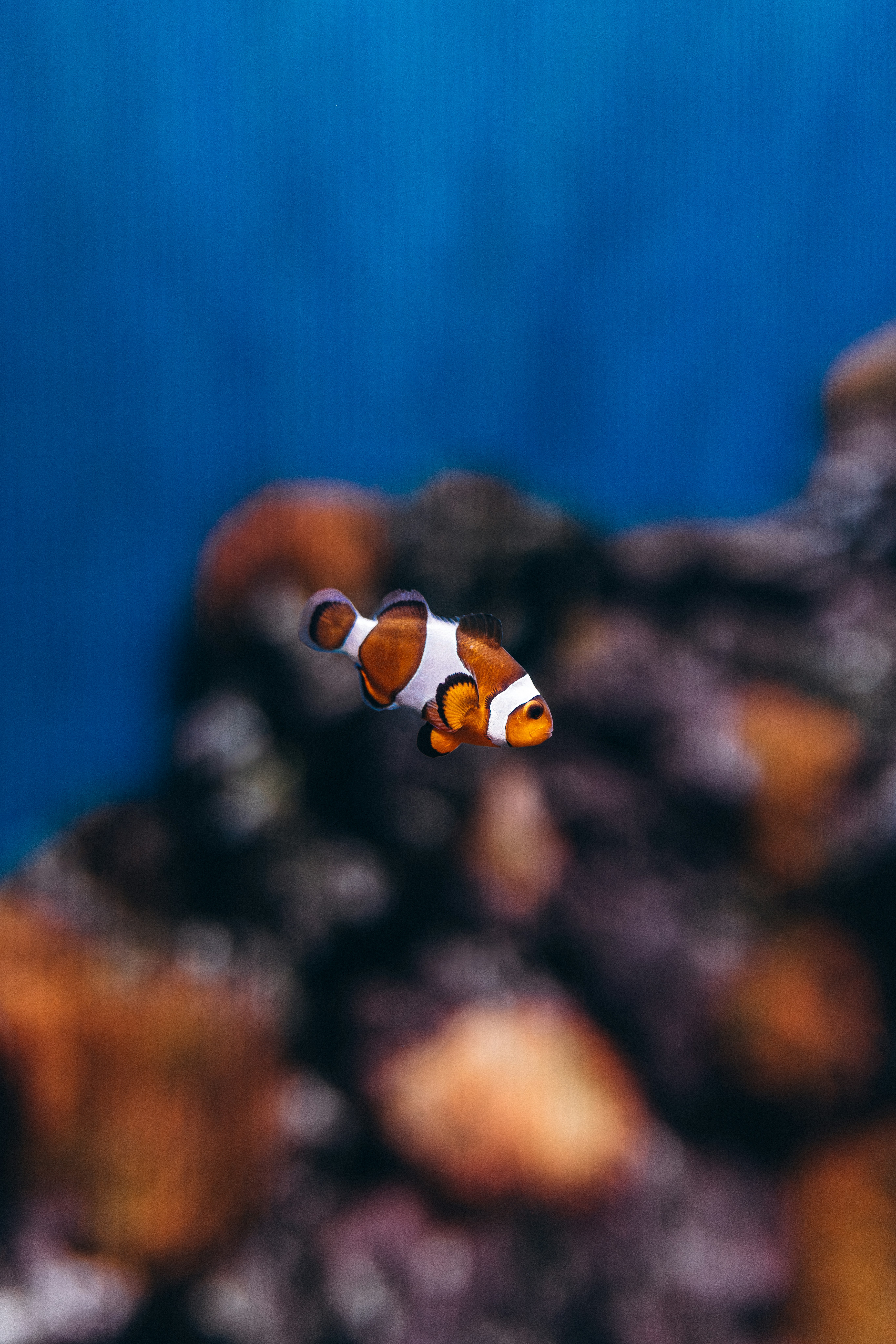 Tiny Stripes in Blue Depths