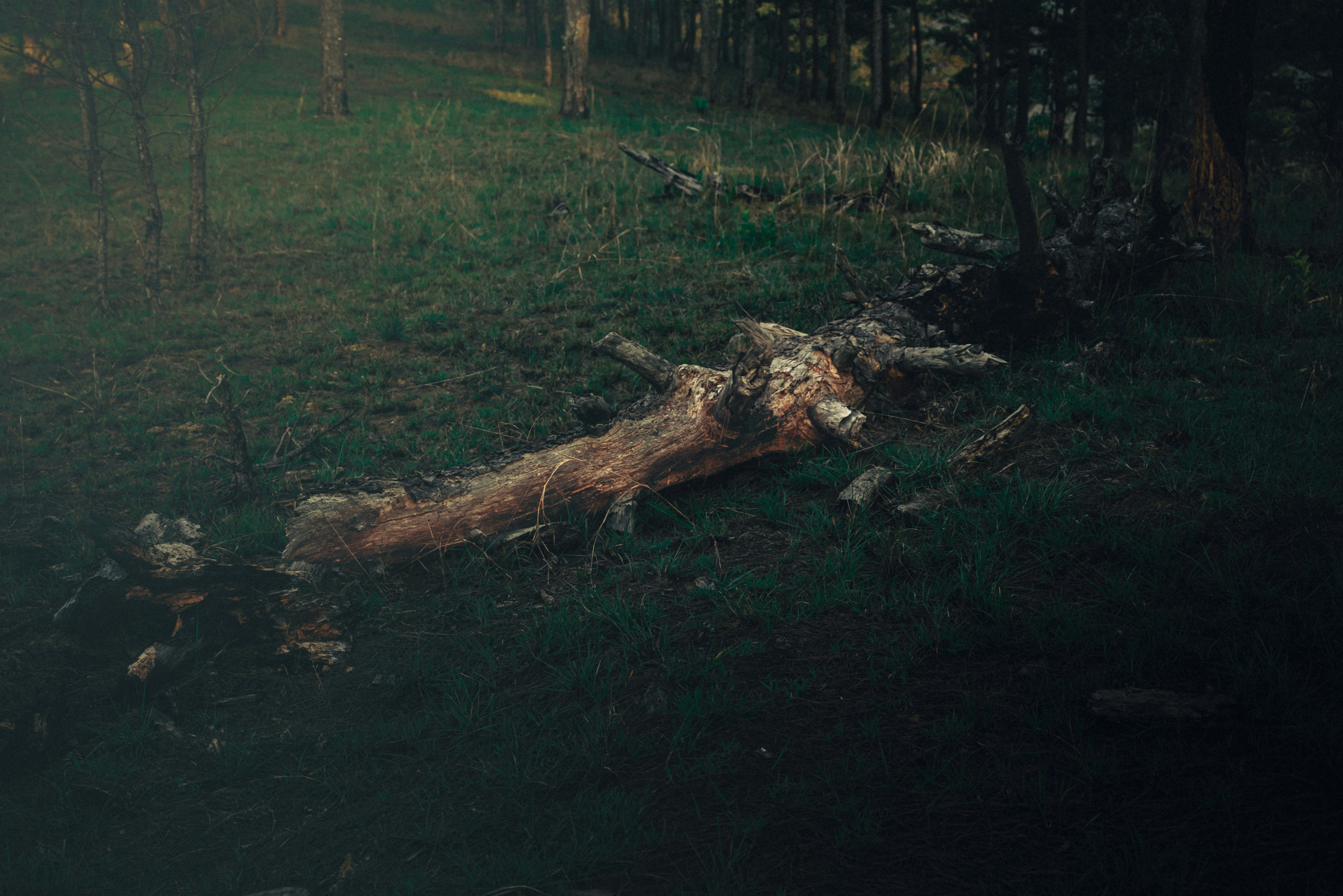 Fallen Log in a Quiet Woodland Bend