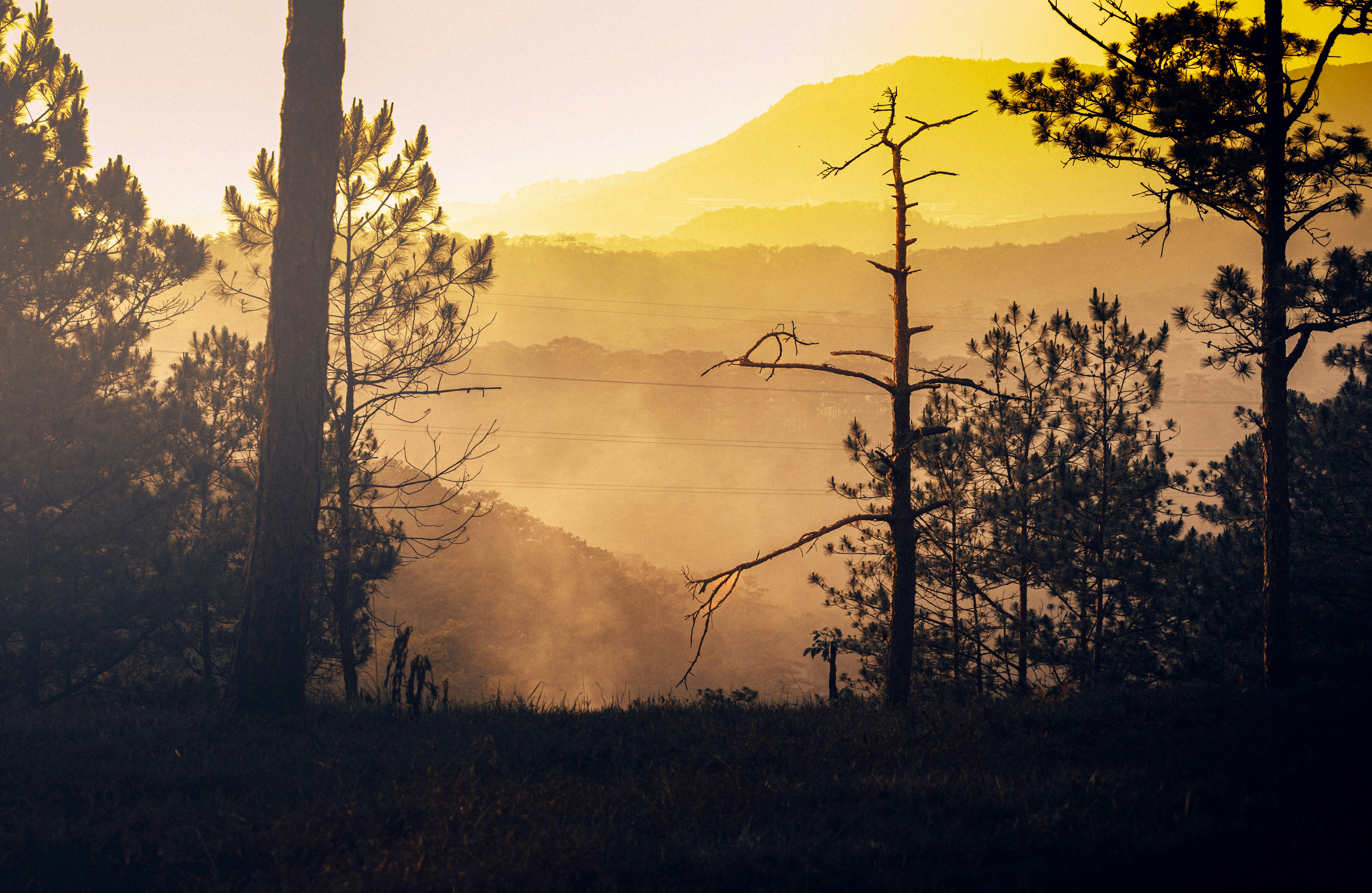 Golden Vale at Dusk: Silhouetted Pines Framing a Layered Horizon