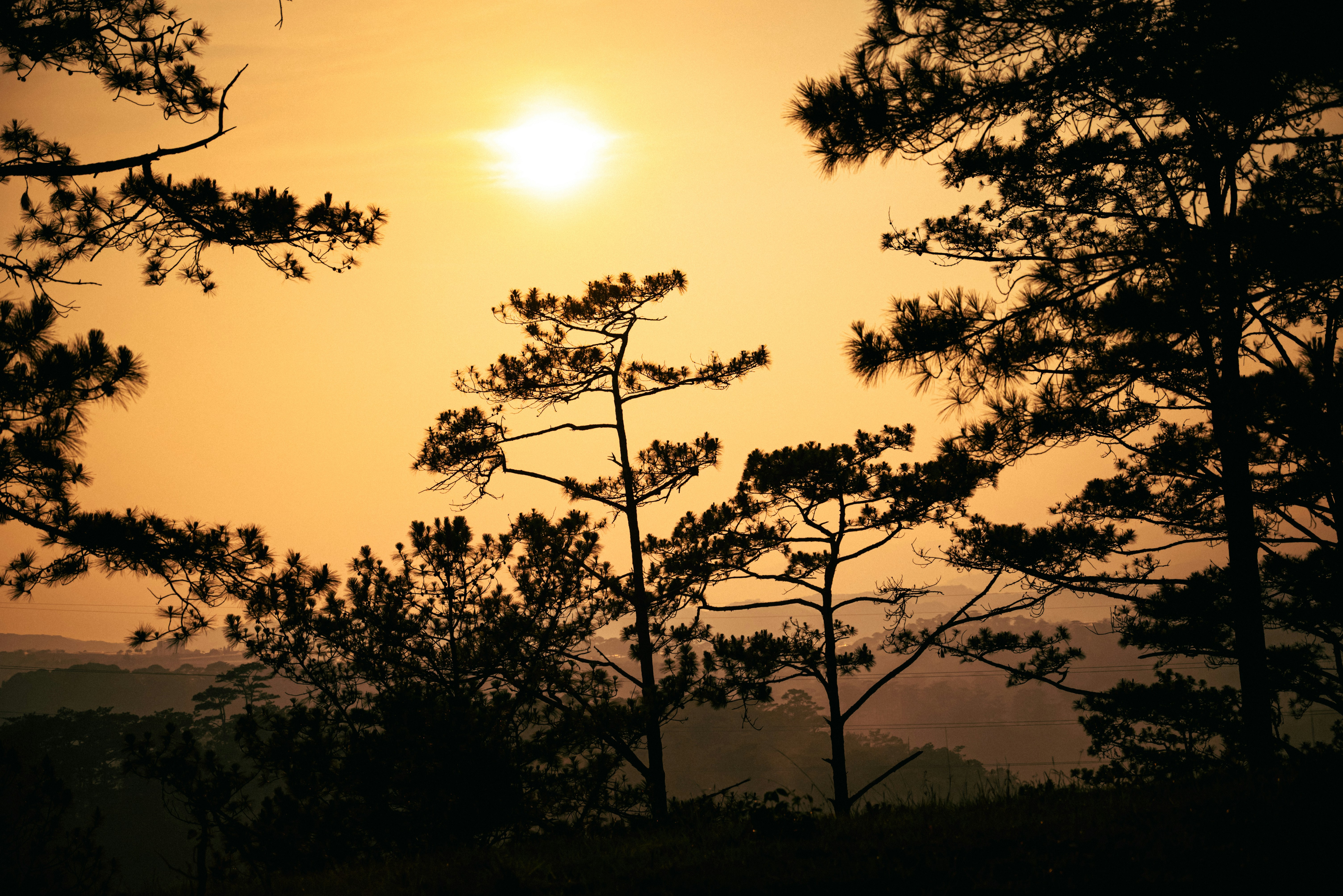 Sunlit silhouettes: pine trees etch a quiet horizon at dusk