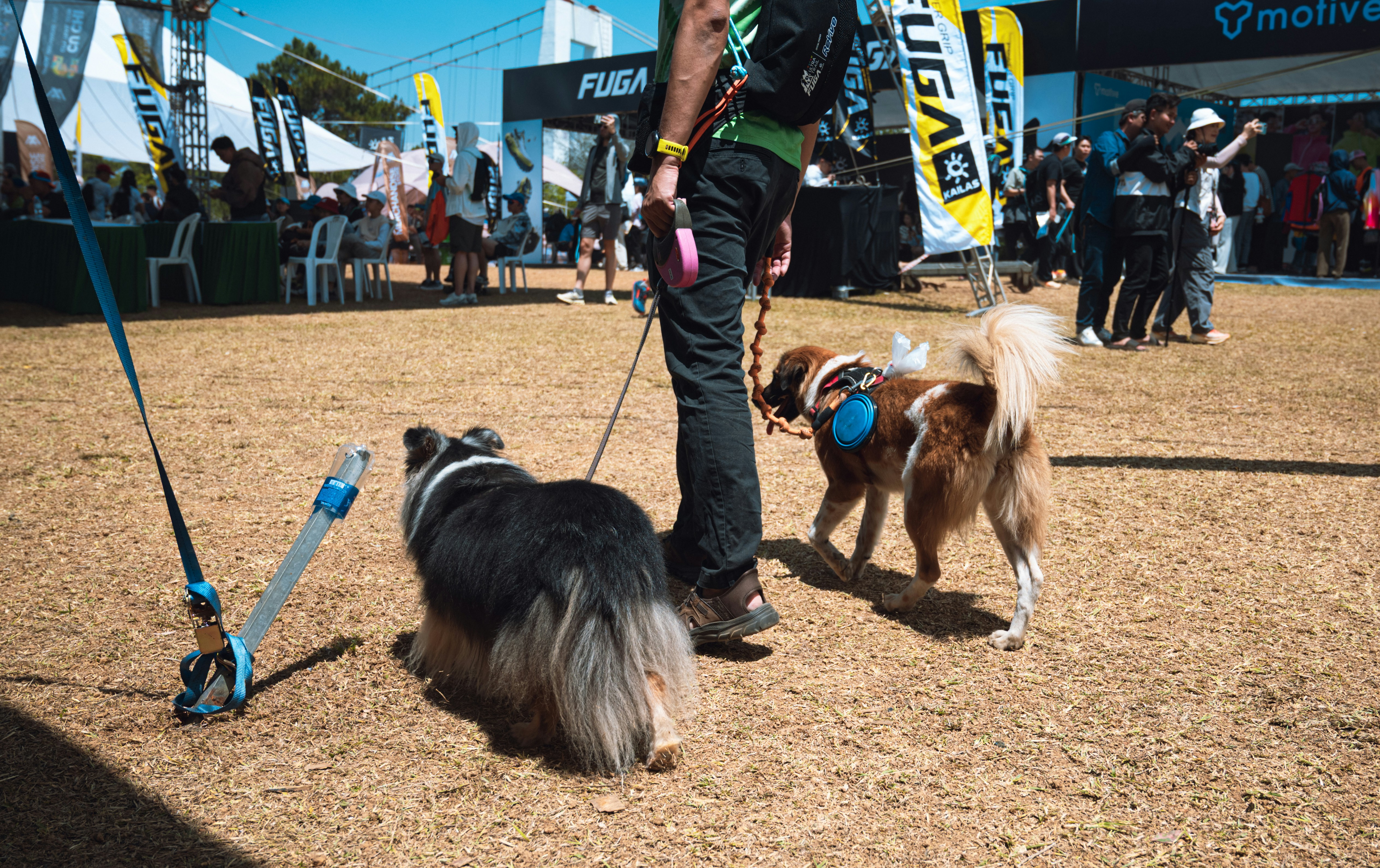 Leashed Companions Converge at a Dog Event